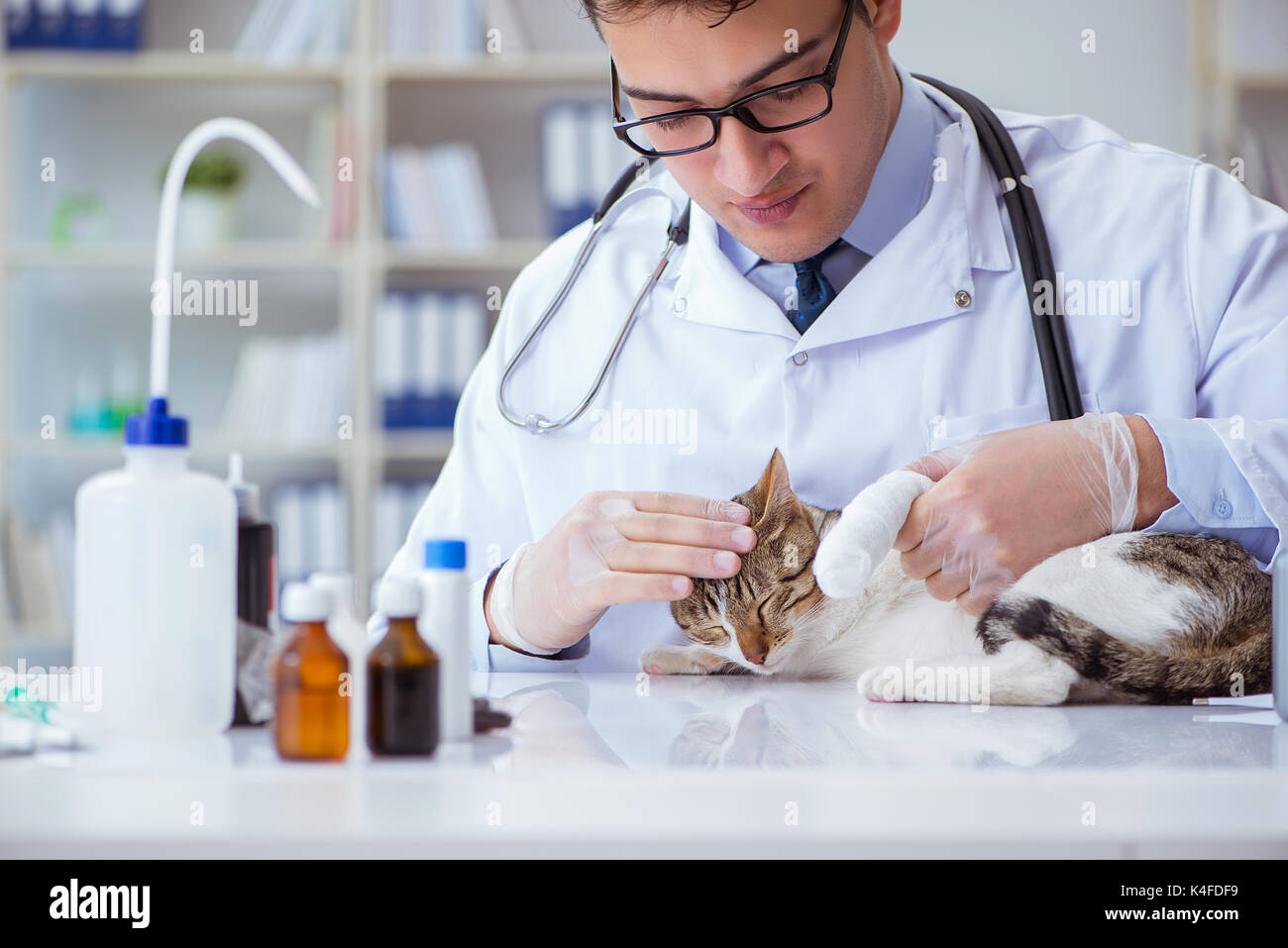 Cat visiting vet for regular check up Stock Photo - Alamy