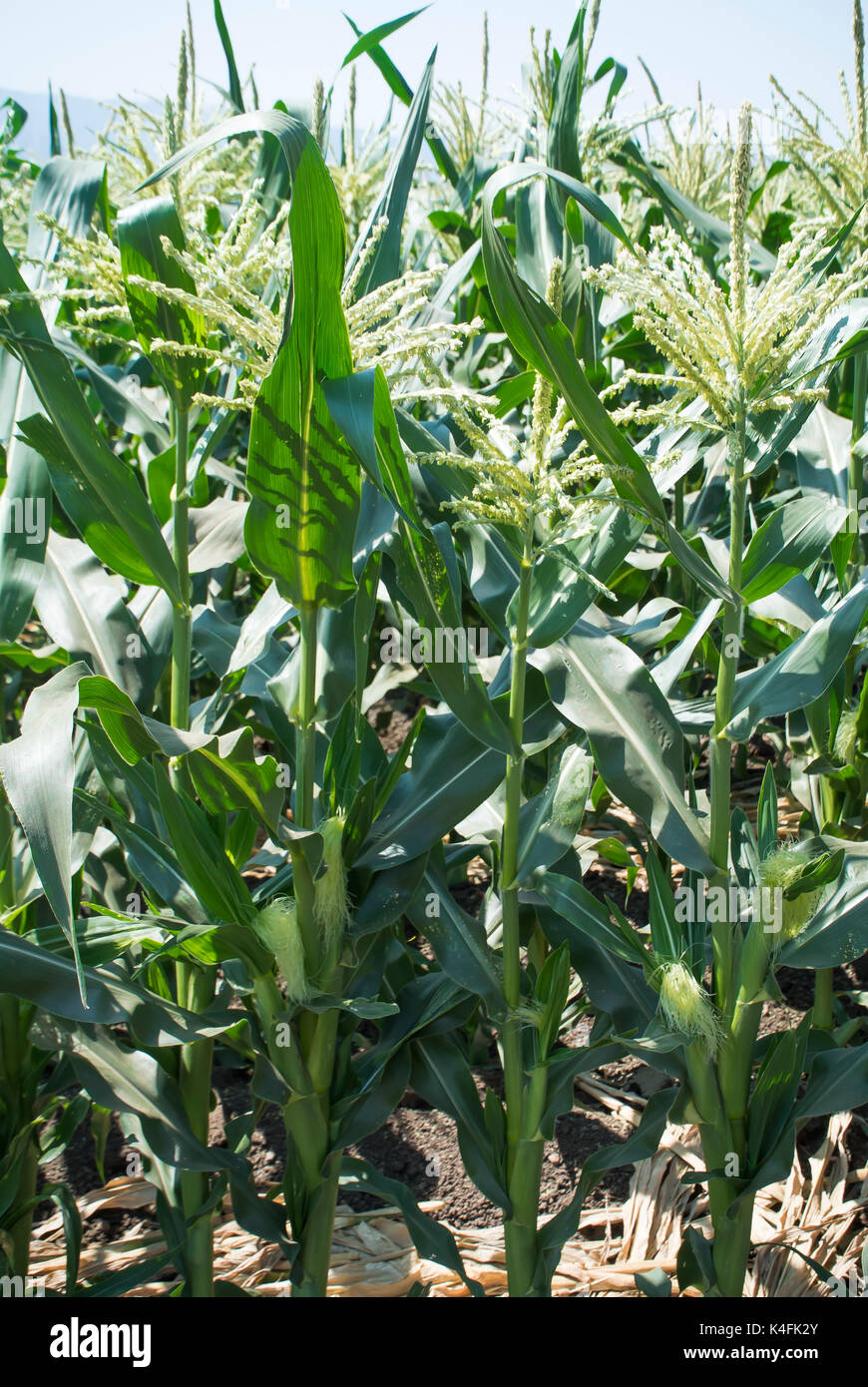 Corn Growing in Field Stock Photo - Alamy
