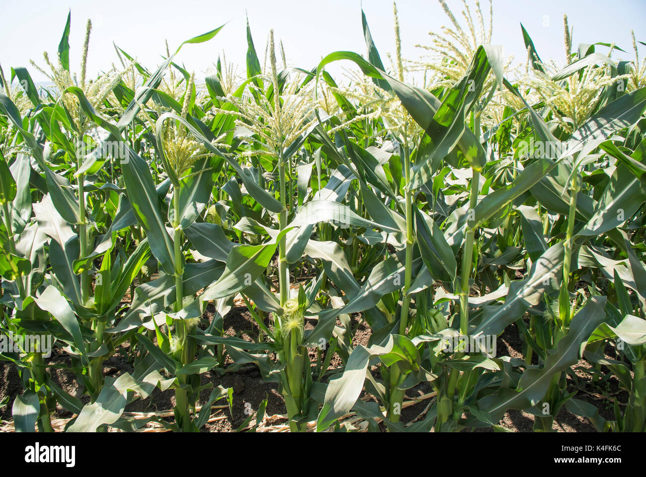 Us farming corn hi-res stock photography and images - Alamy