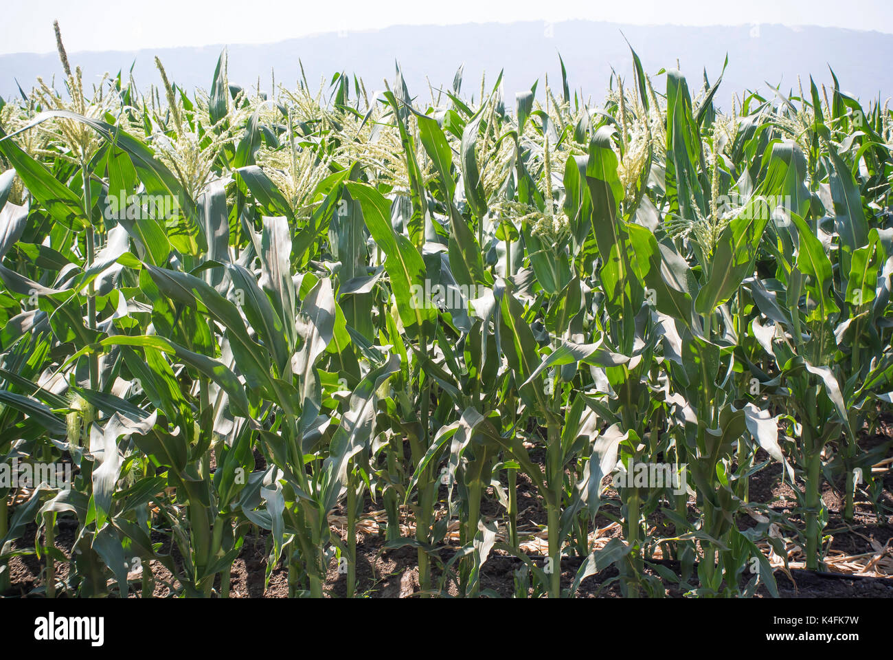 Us farming corn hi-res stock photography and images - Alamy