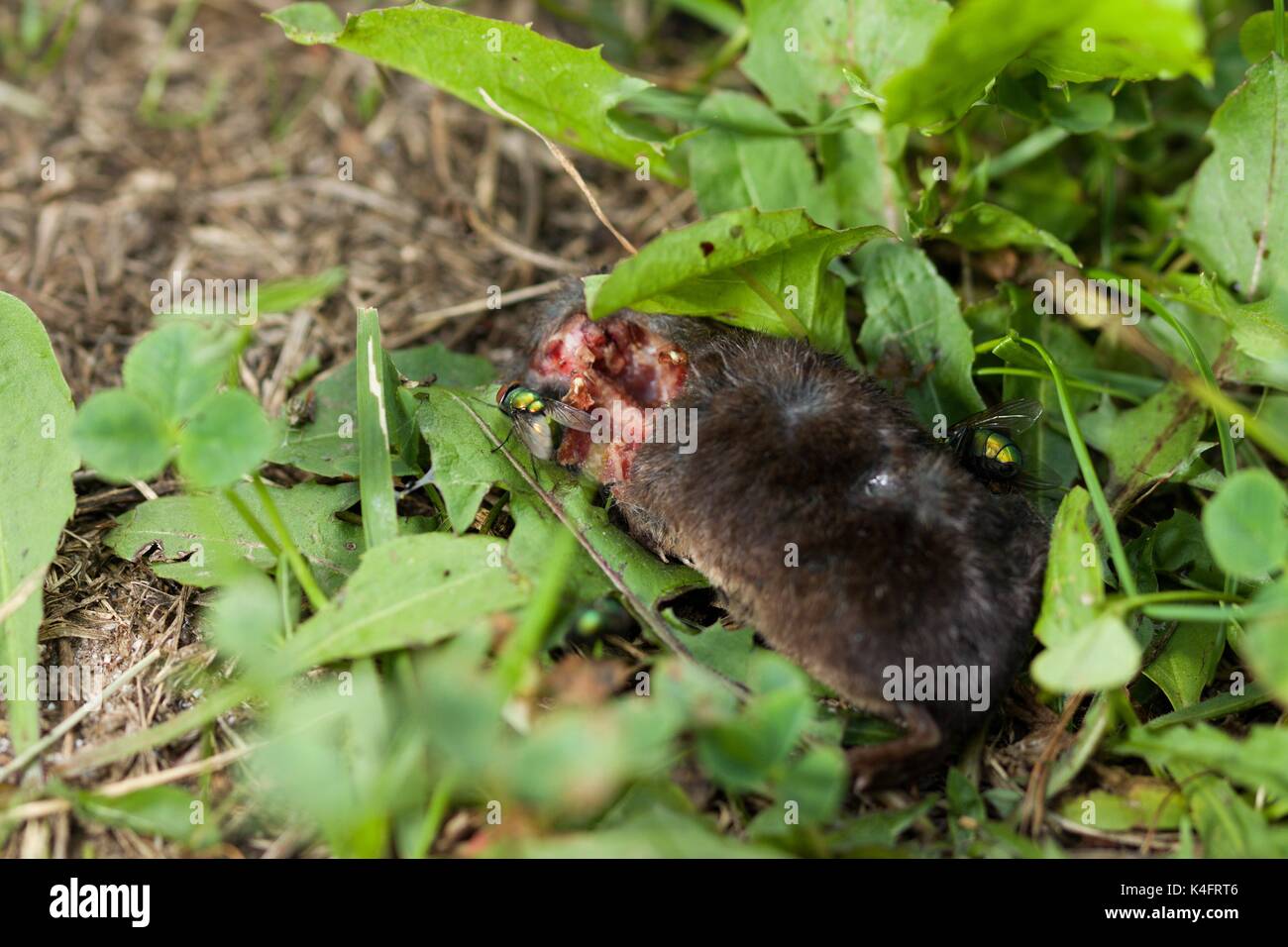 Clean up dead meat hi-res stock photography and images - Alamy