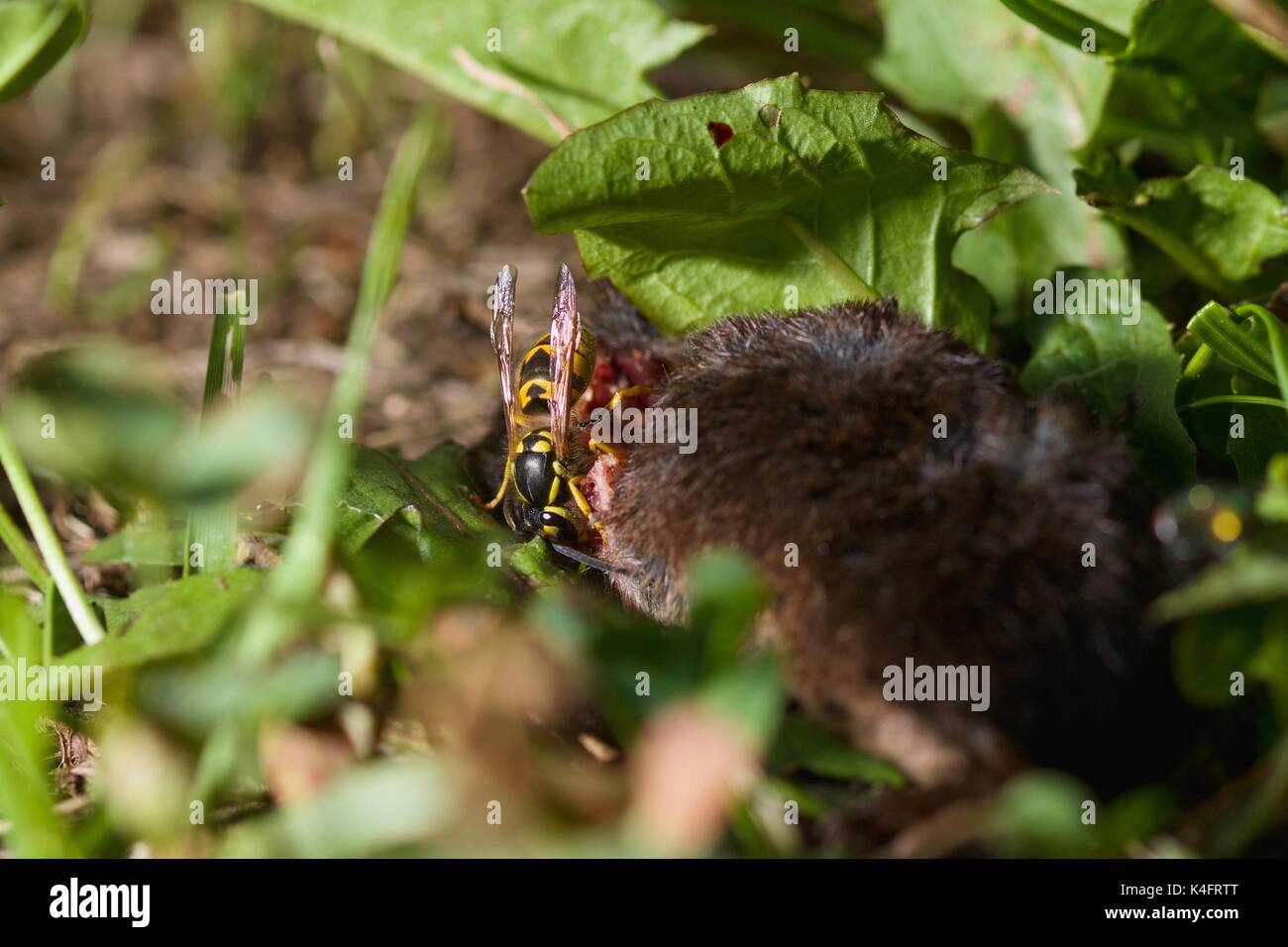 Dead body of a mouse being devoured by a wasp Stock Photo - Alamy