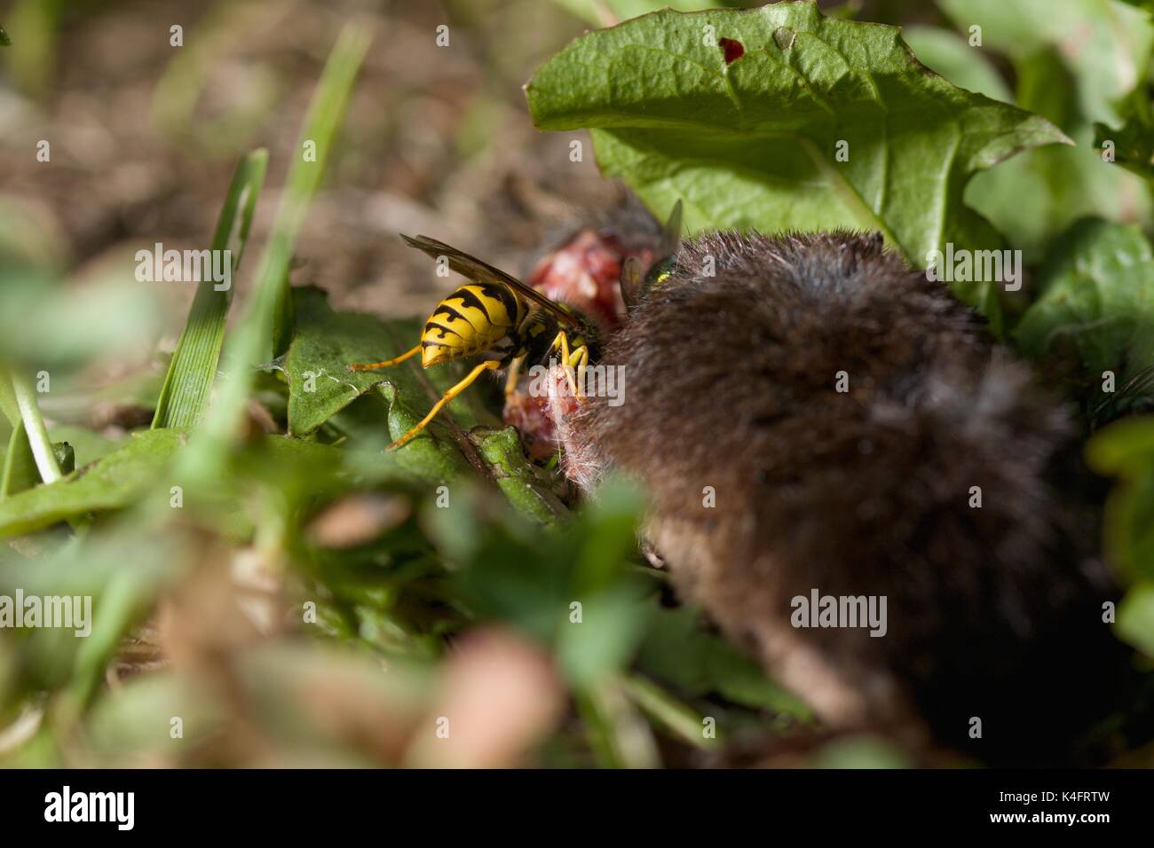 Dead body of a mouse being devoured by flies and a wasp Stock Photo - Alamy