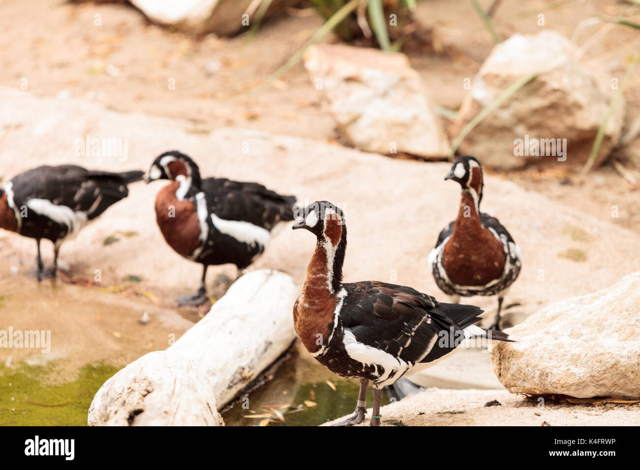 Red-breasted goose Branta ruficollis is seen in Siberia Stock Photo - Alamy