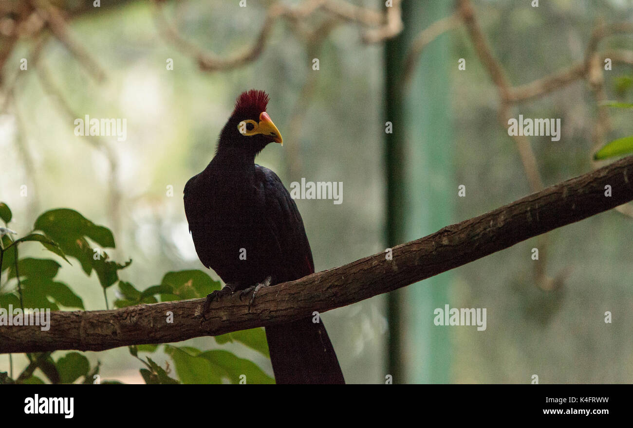 Ross Turaco bird Musophaga rossae is also called the go-away bird and ...