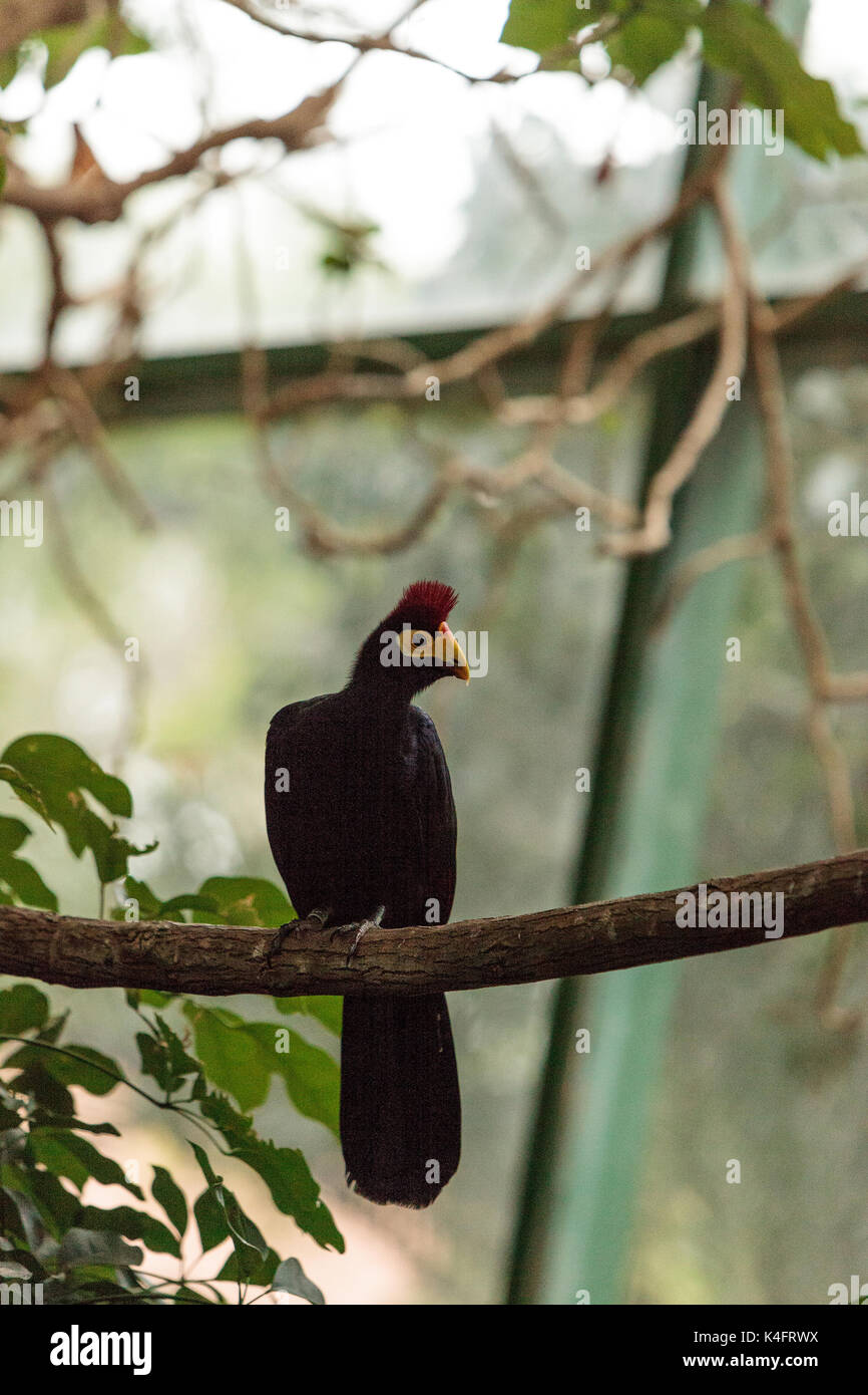 Ross Turaco bird Musophaga rossae is also called the go-away bird and ...