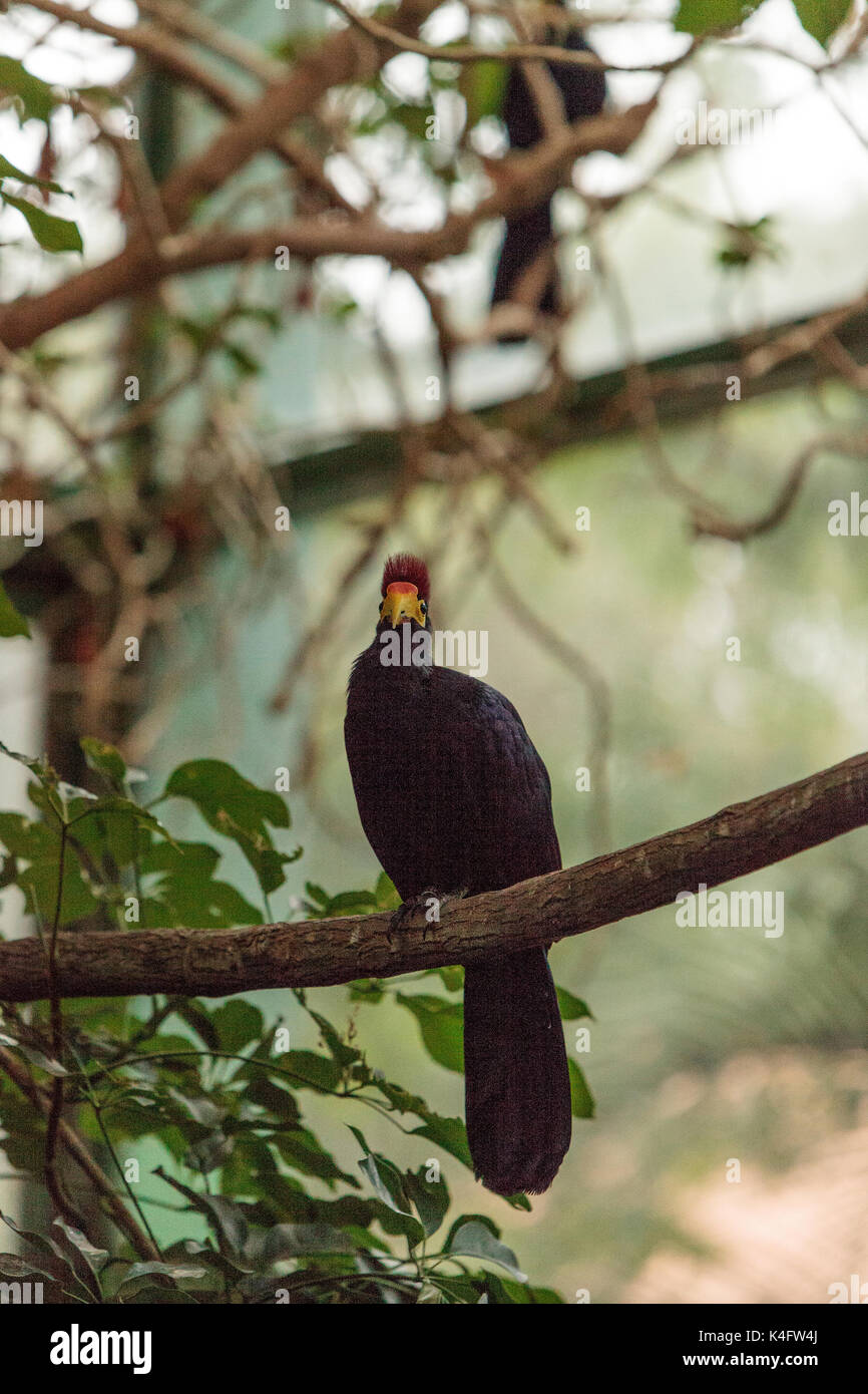 Ross Turaco bird Musophaga rossae is also called the go-away bird and ...