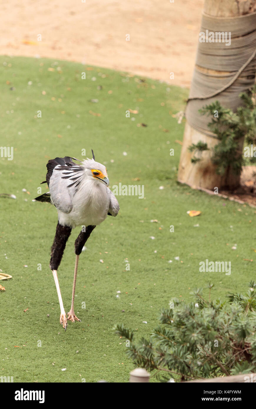 Stomp prey hi-res stock photography and images - Alamy