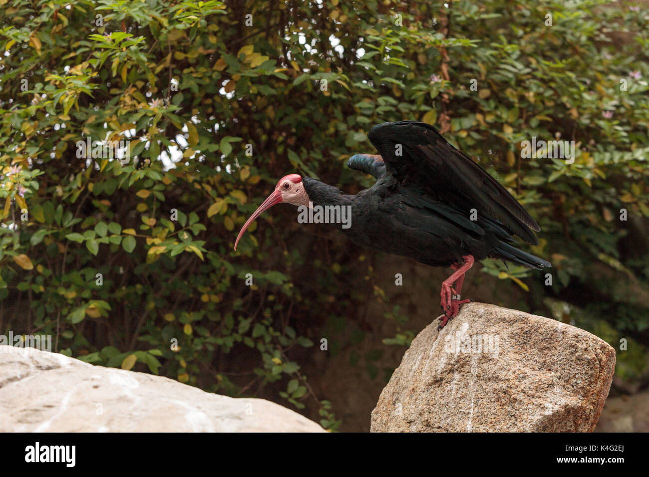 Southern bald ibis known as Geronticus calvus perches in a nest in a ...