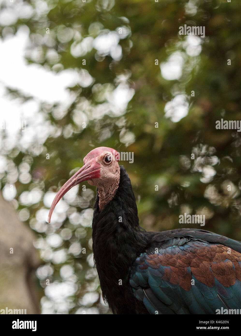 Southern bald ibis known as Geronticus calvus perches in a nest in a ...