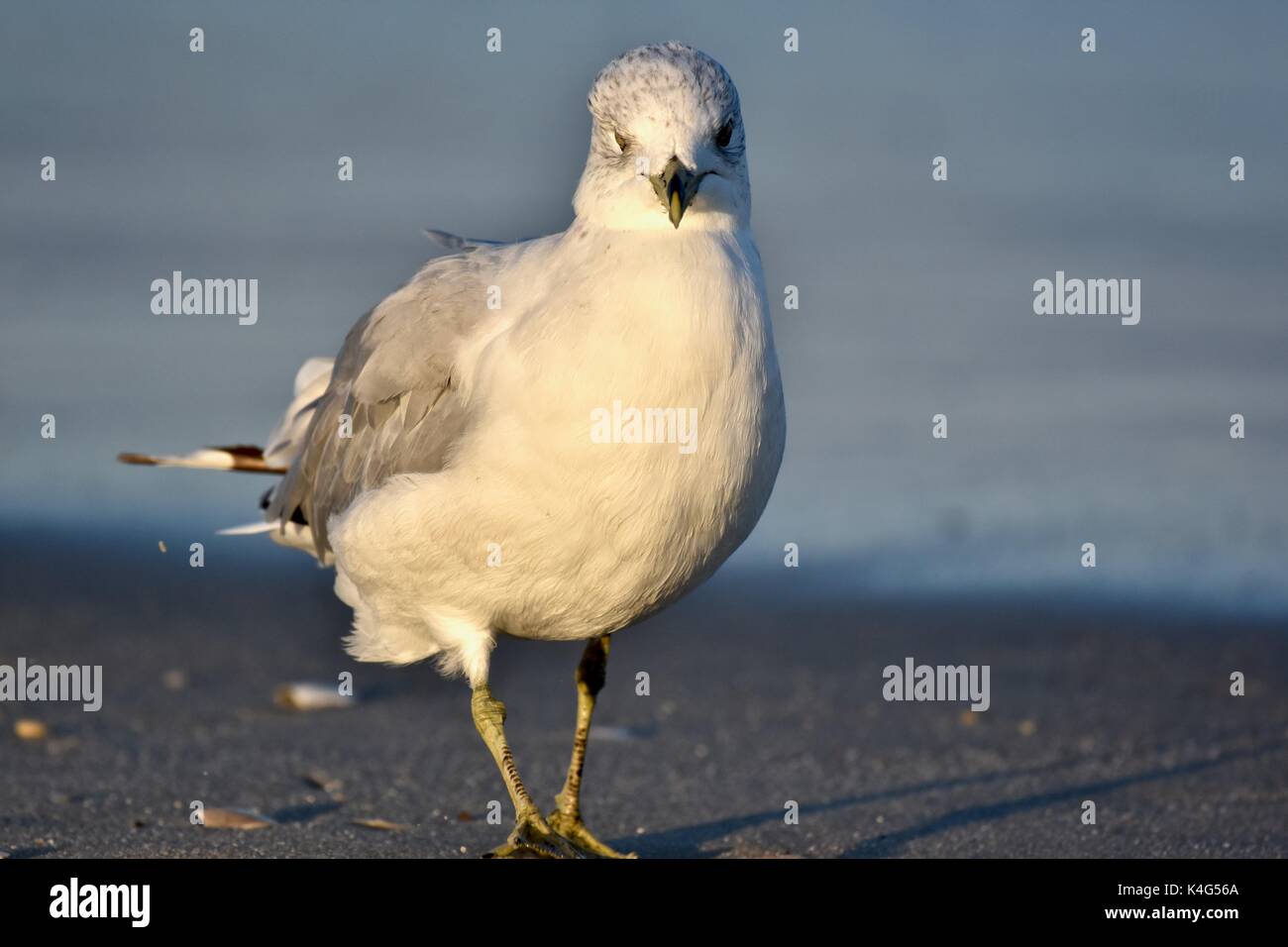 Common seagull (Laridae Stock Photo - Alamy
