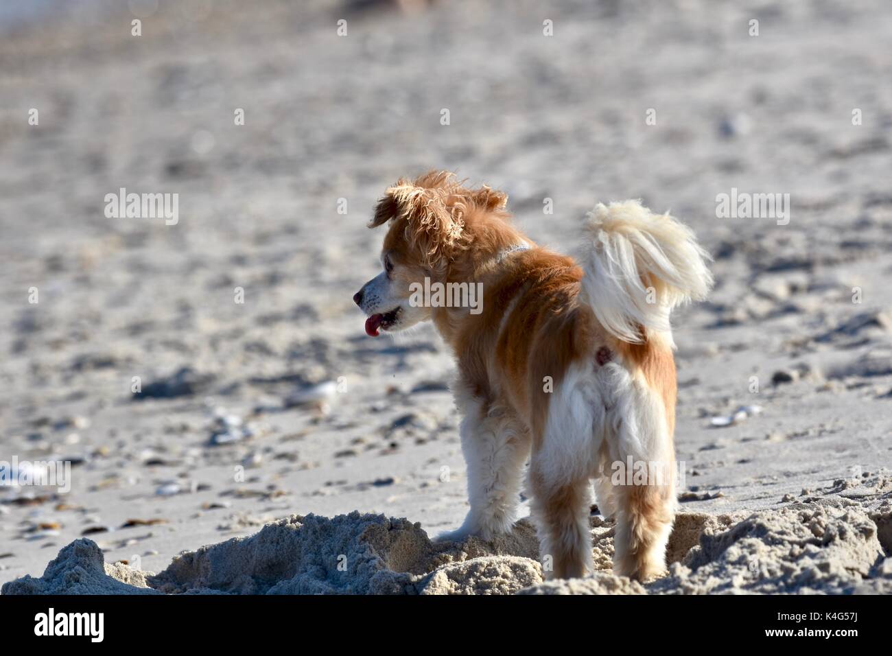 Small cute dog on the beach Stock Photo - Alamy