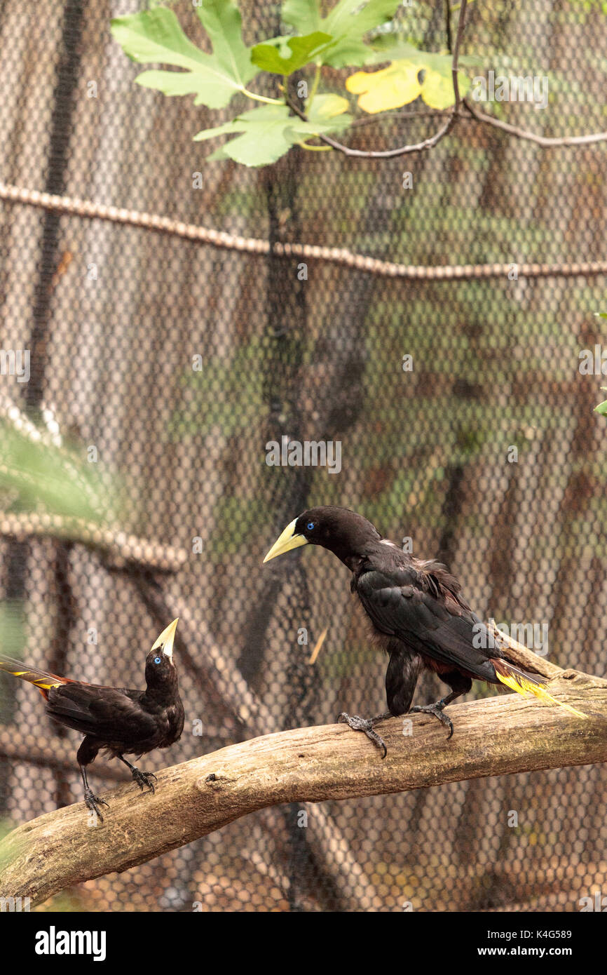 Surinam crested oropendola called Psarocolius decumanus can be seen ...