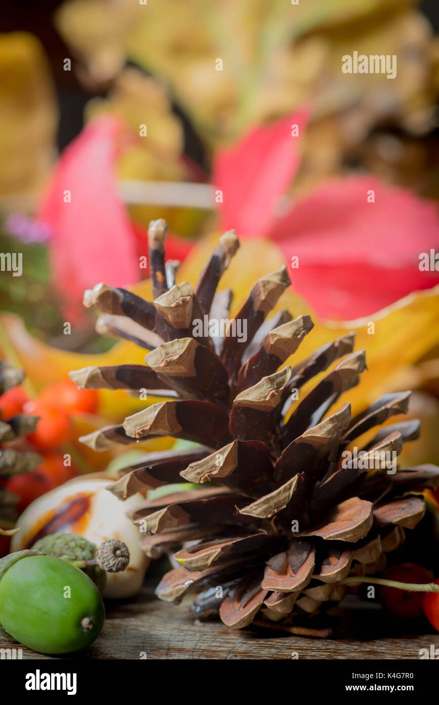 Pine cone on autumn leaves hi-res stock photography and images - Alamy