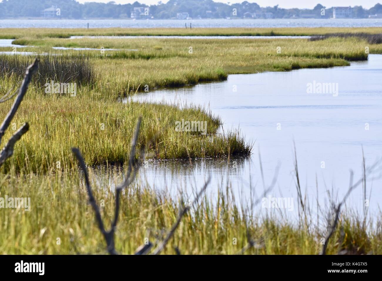Assateague island national seashore marsh lands Stock Photo - Alamy