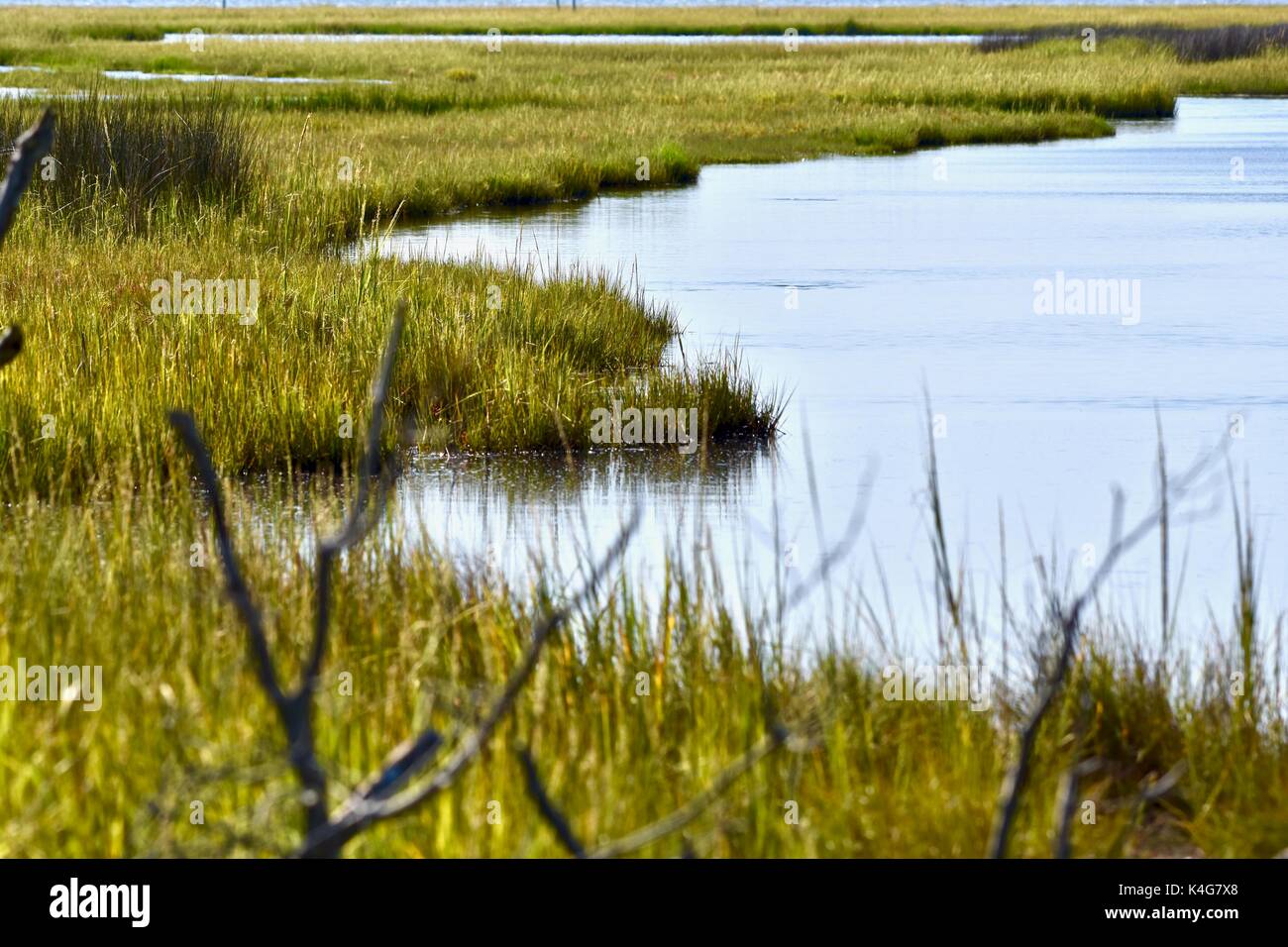 Assateague island national seashore marsh lands Stock Photo - Alamy