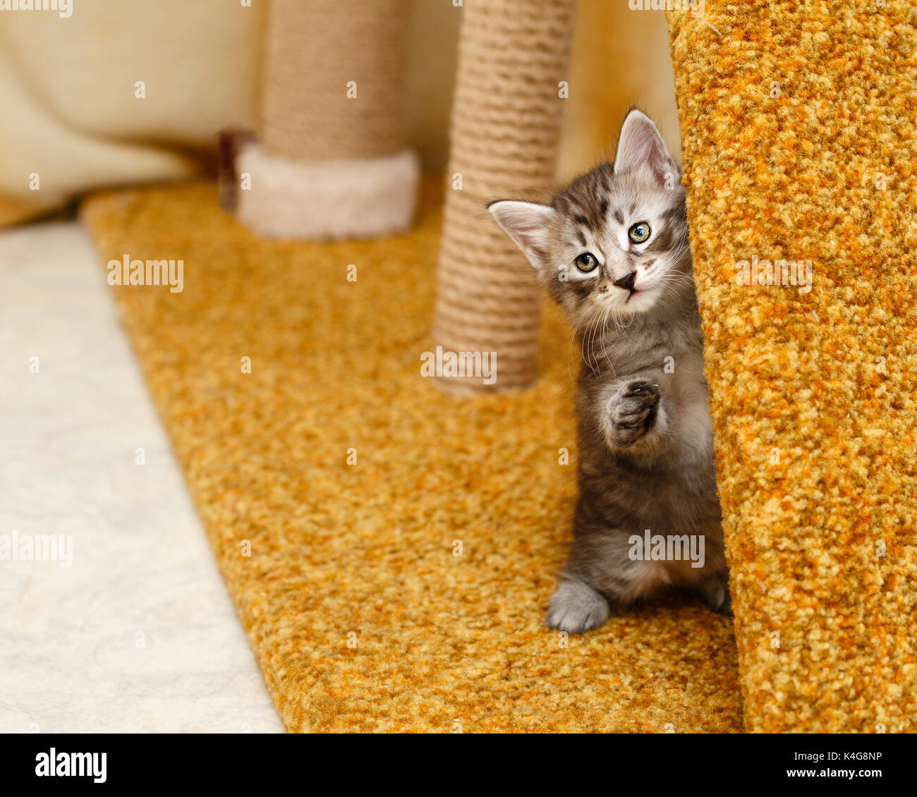 Cute little kitten hiding. Pets. Hypoallergenic breed of cats Stock ...