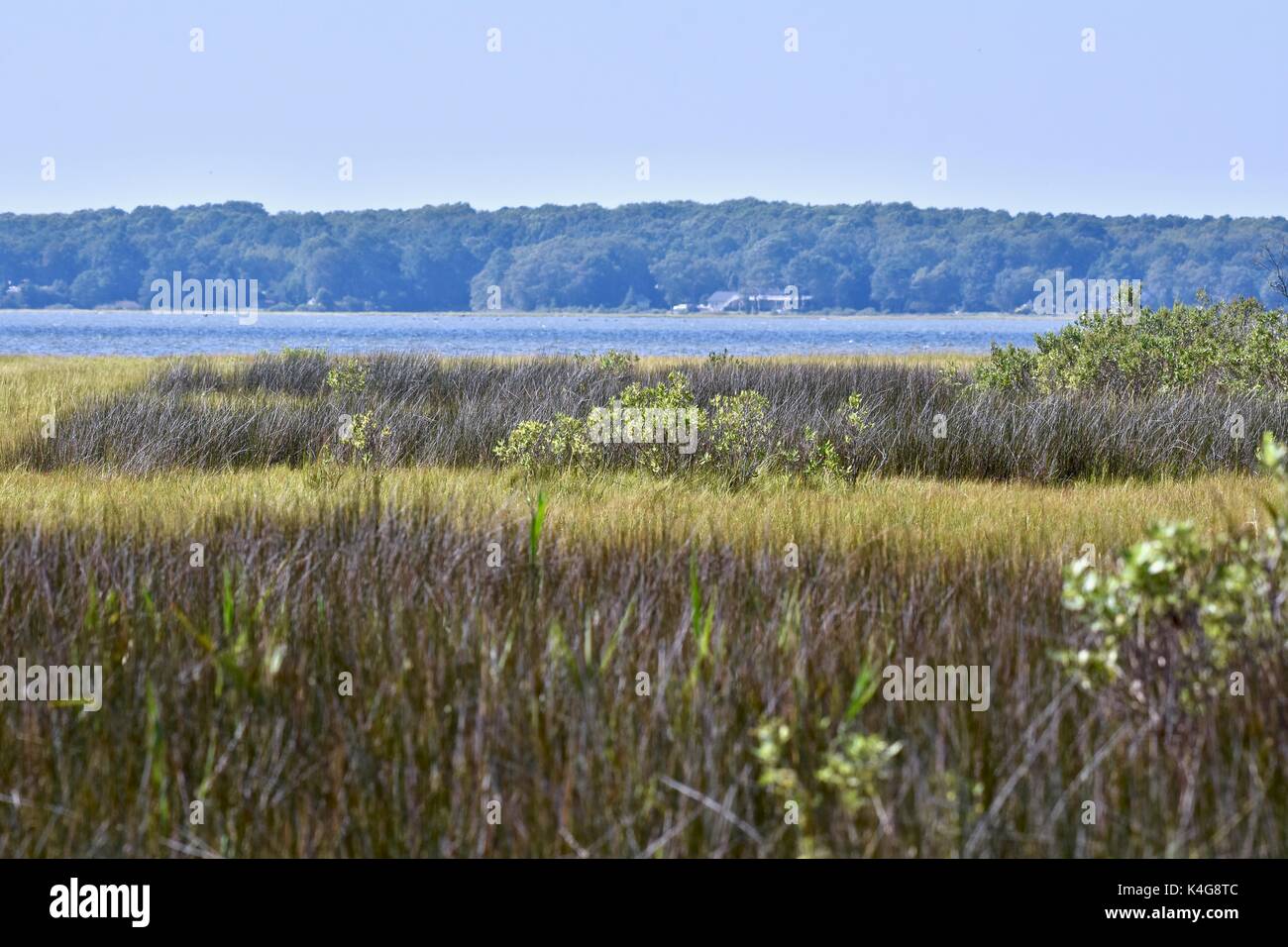 Assateague island national seashore marsh lands Stock Photo - Alamy
