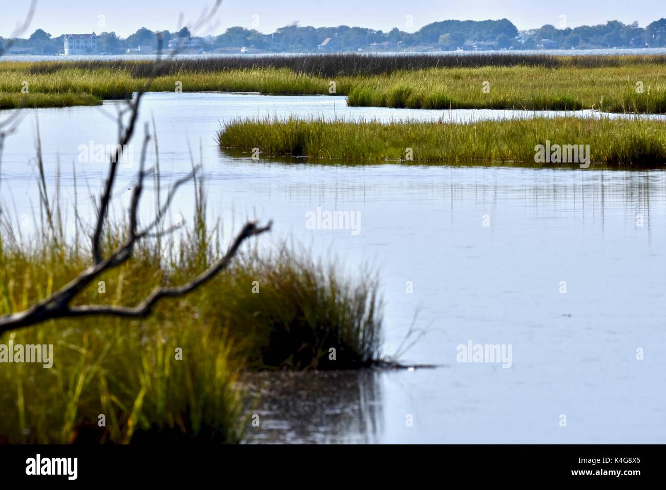 Assateague island national seashore marsh lands Stock Photo - Alamy