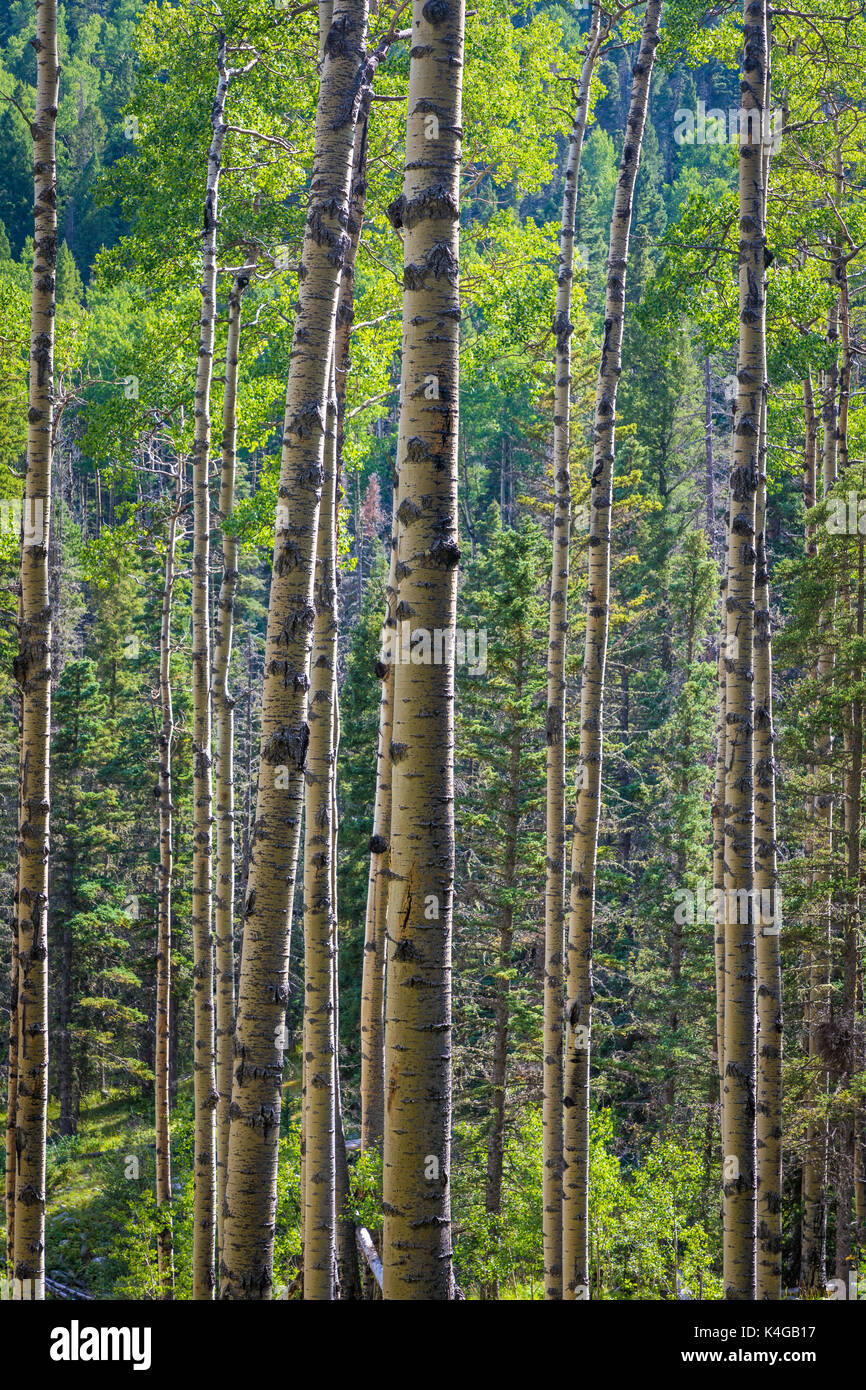 Pecos wilderness hi-res stock photography and images - Alamy