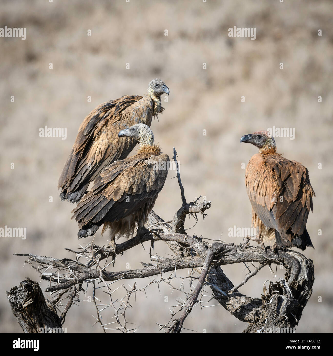 Lewa hi-res stock photography and images - Alamy