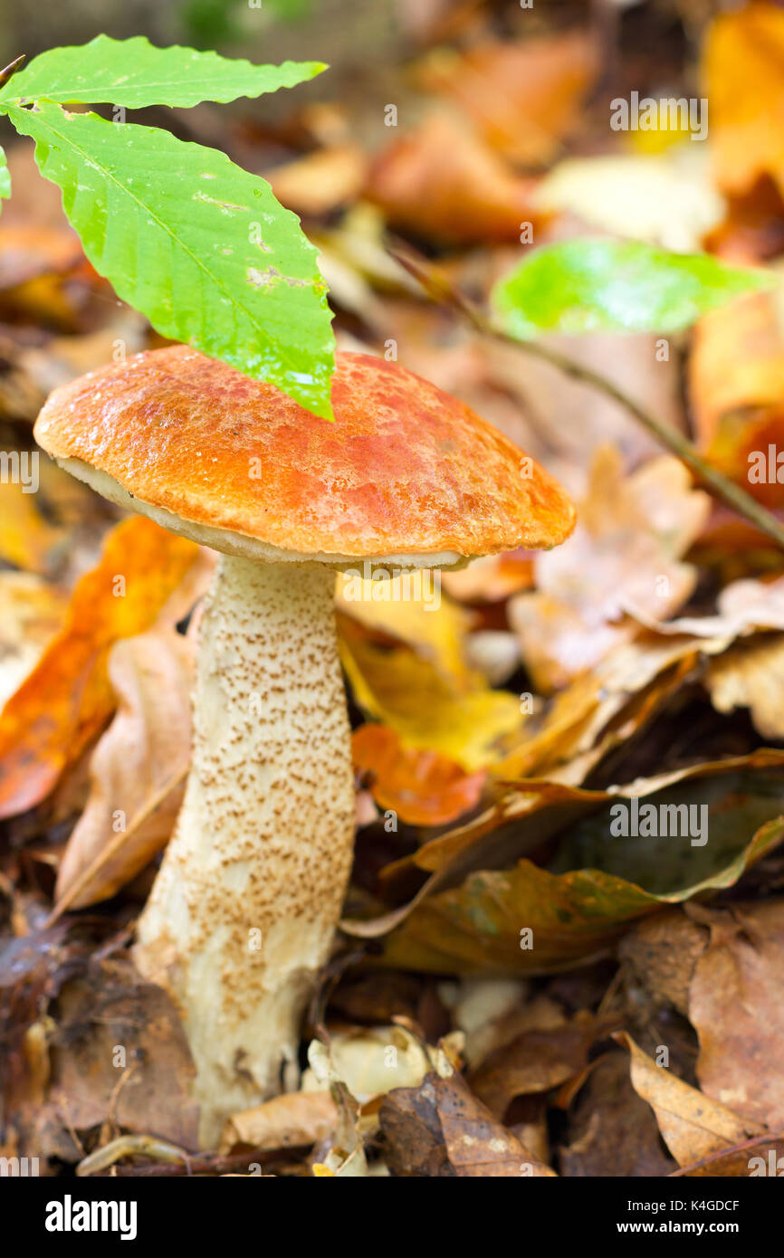 Edible Forest Mushroom orange-cap Boletus (Leccinum aurantiacum) grow ...