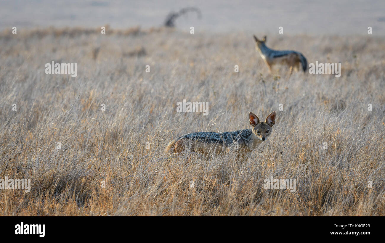 Silver back jackal High Resolution Stock Photography and Images - Alamy