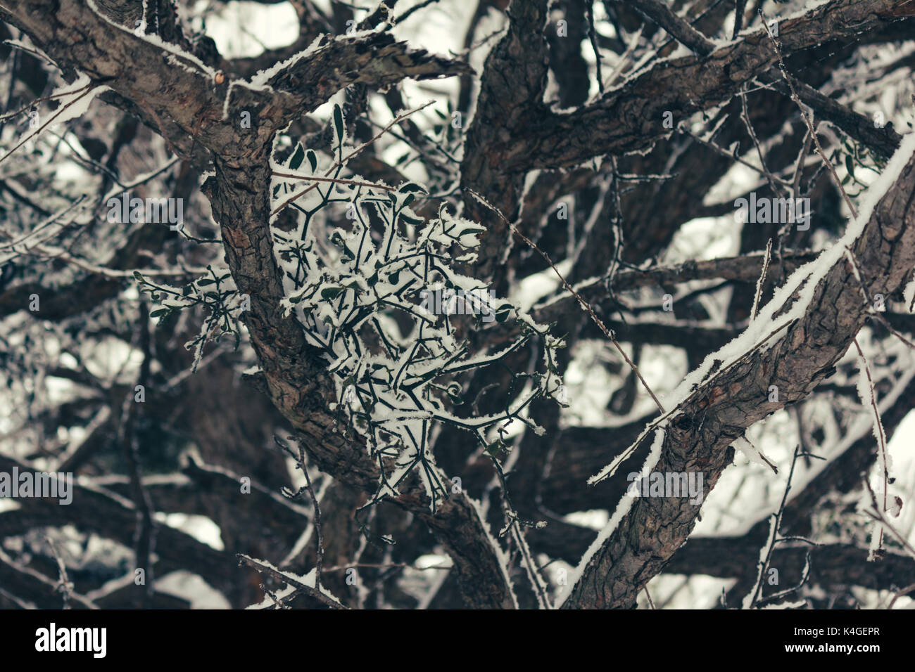 gnarled branches of wild pears with mistletoe bush covered with snow ...