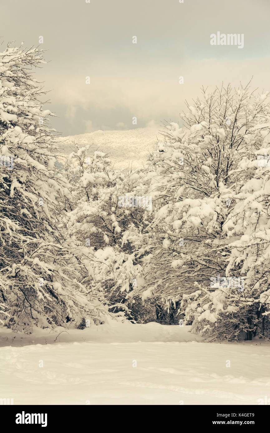 winter landscape, forest glade in the snow Stock Photo - Alamy