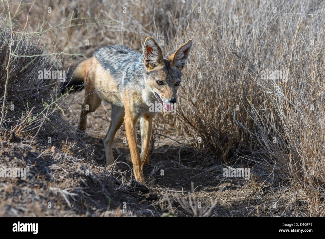 Silver back jackal High Resolution Stock Photography and Images - Alamy