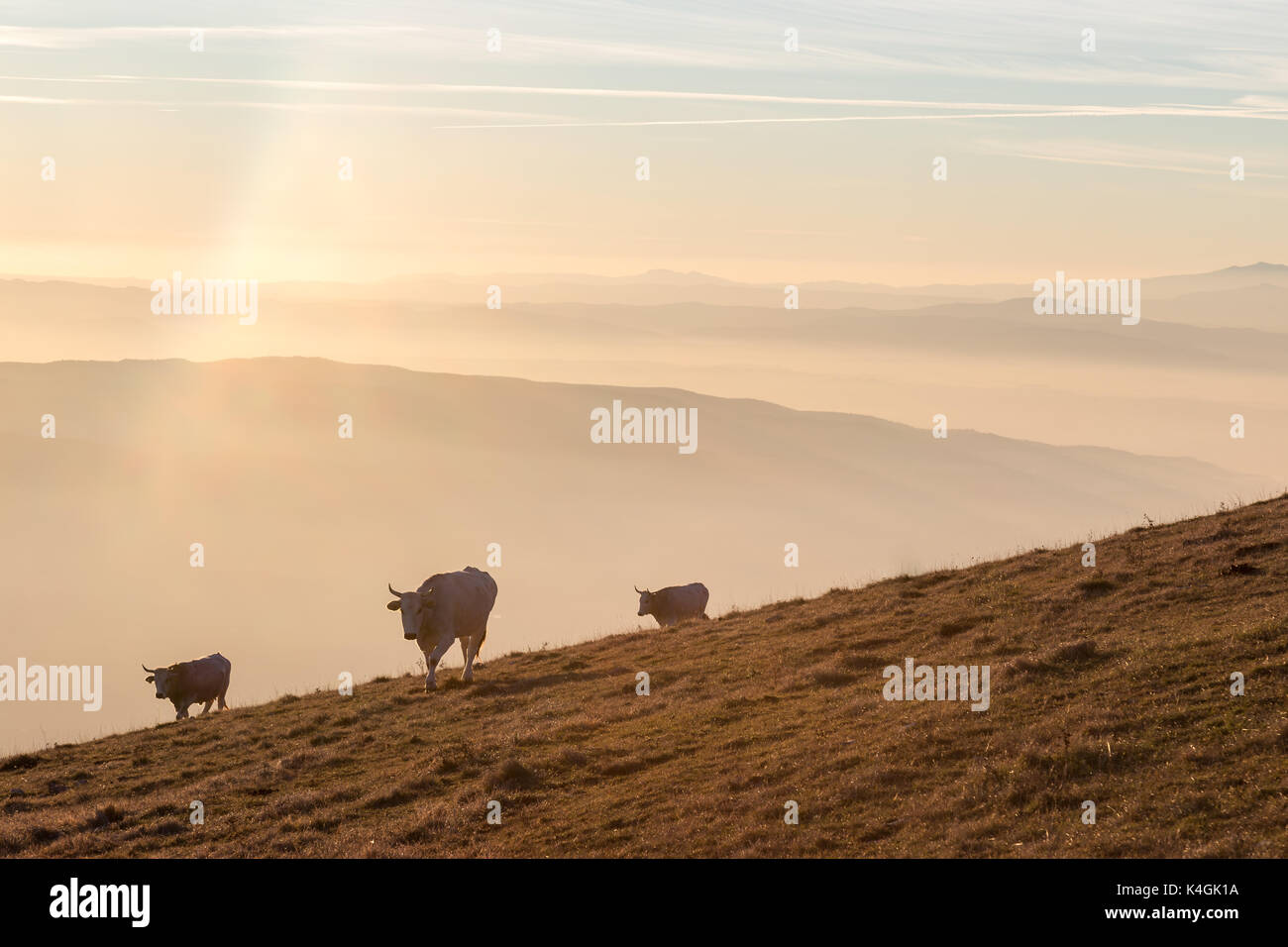 Sunset cows hi-res stock photography and images - Alamy