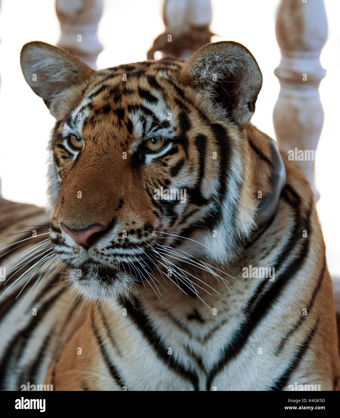 Hot day. Closeup portrait of a Big Indo-Chinese tiger in the Buddhist ...