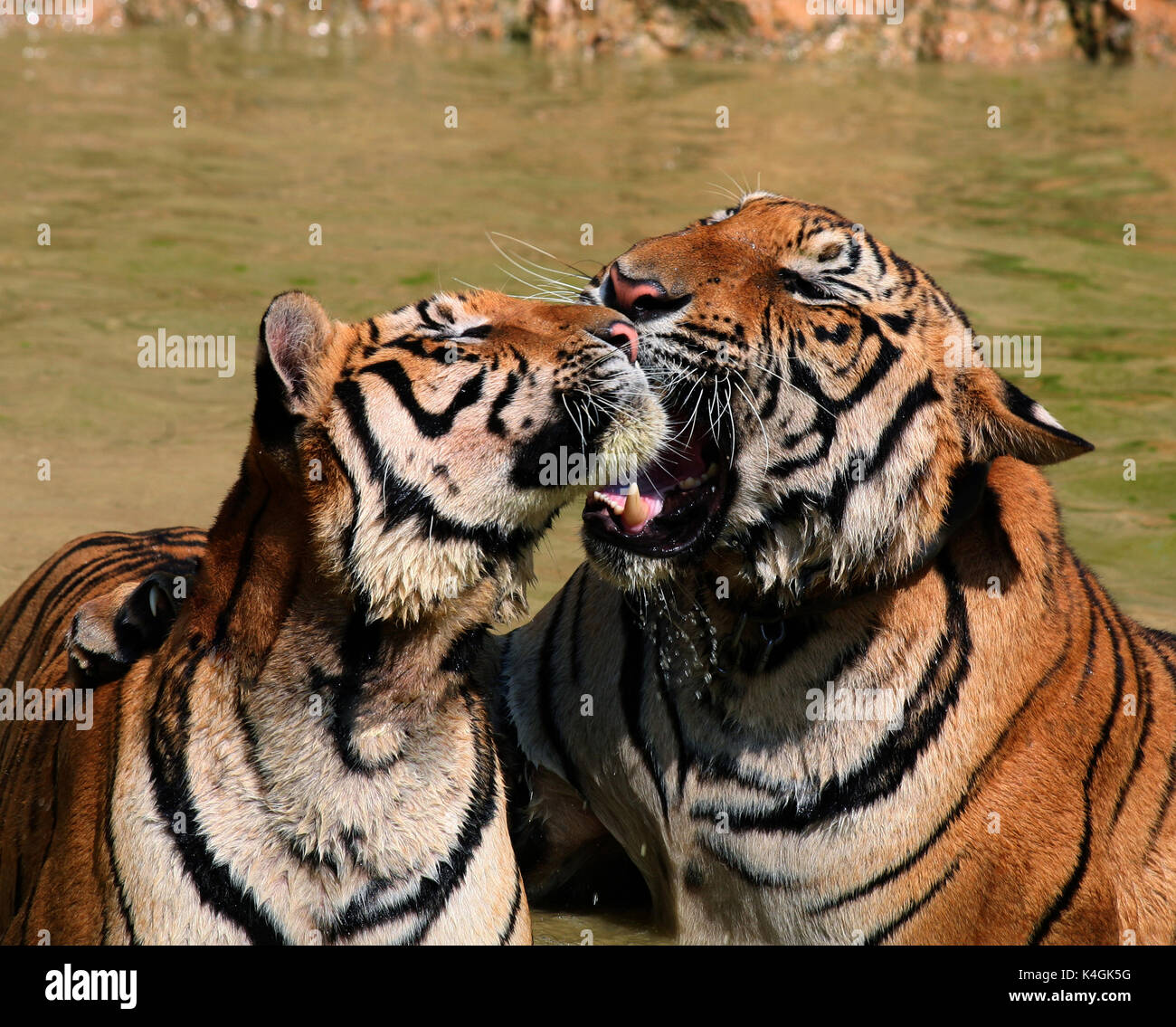 Hot day. Closeup portrait of two Indo-Chinese Tigers, playing in the ...