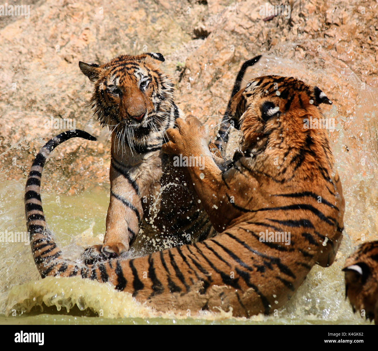 Hot day. Closeup portrait of two Indo-Chinese Tigers, playing in the ...