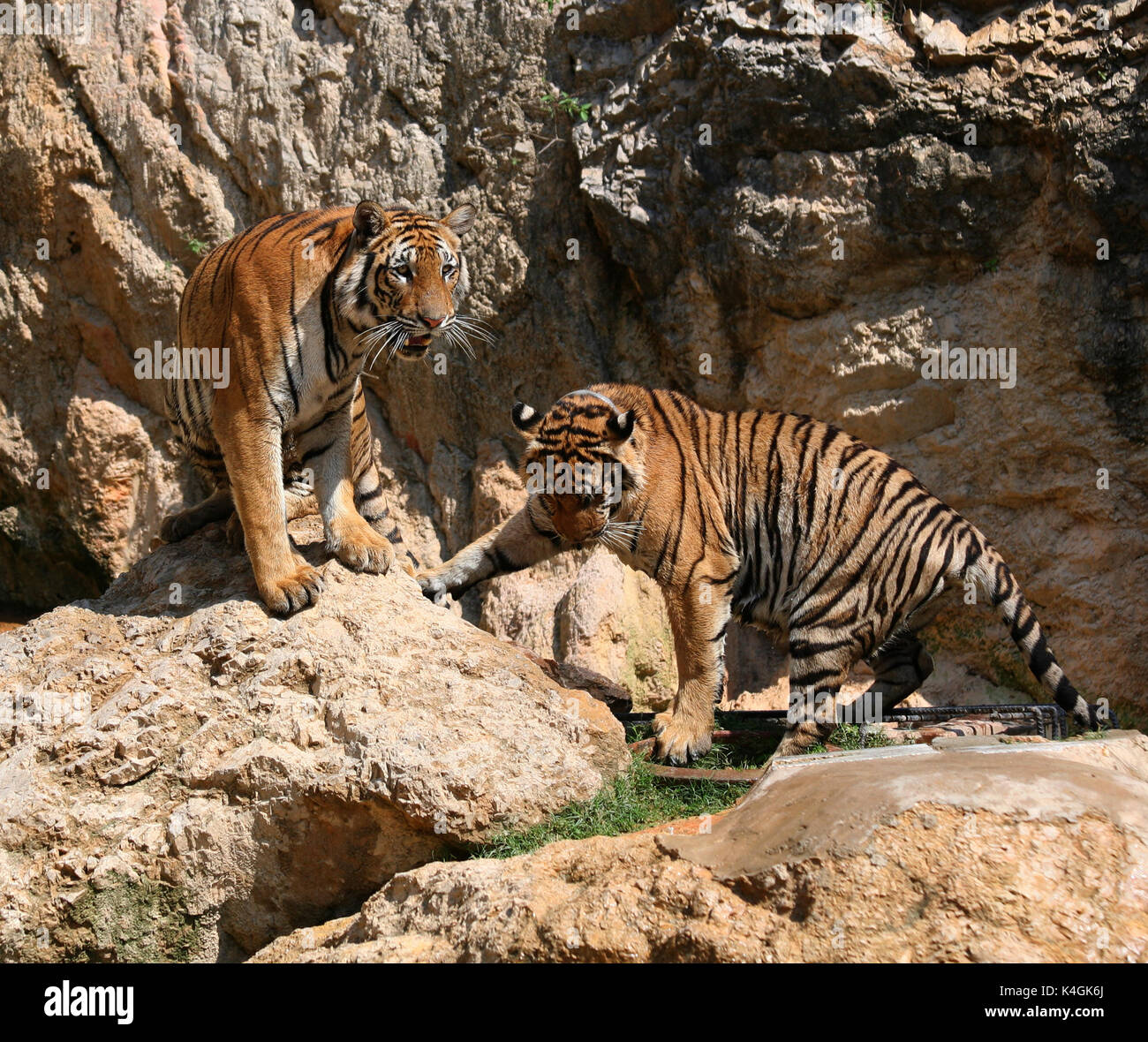 Portrait indochinese tiger corbetts tiger hi-res stock photography and ...