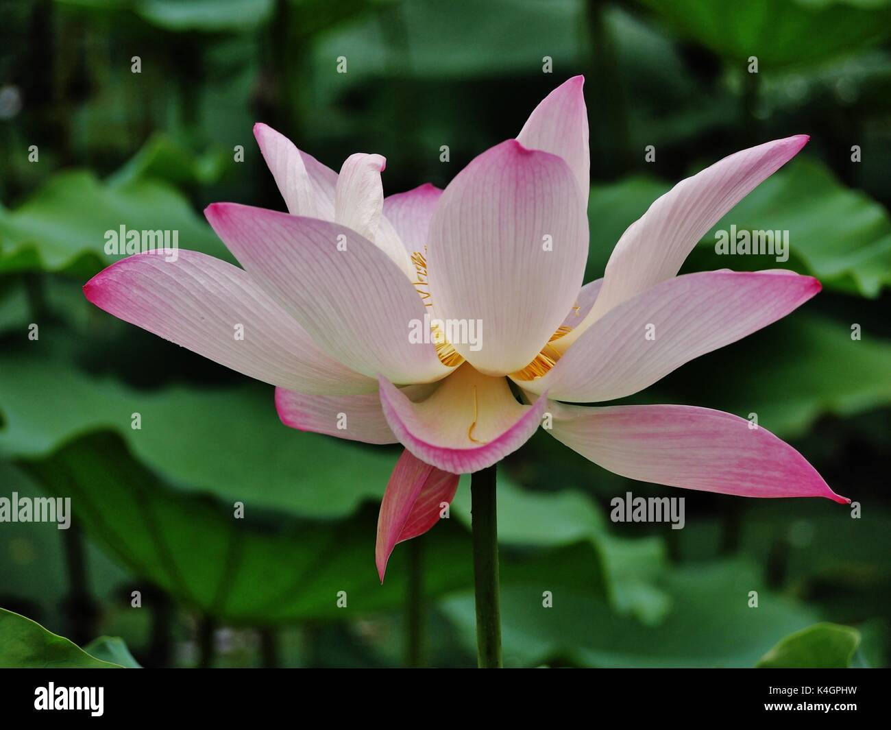 Englightment hi-res stock photography and images - Alamy