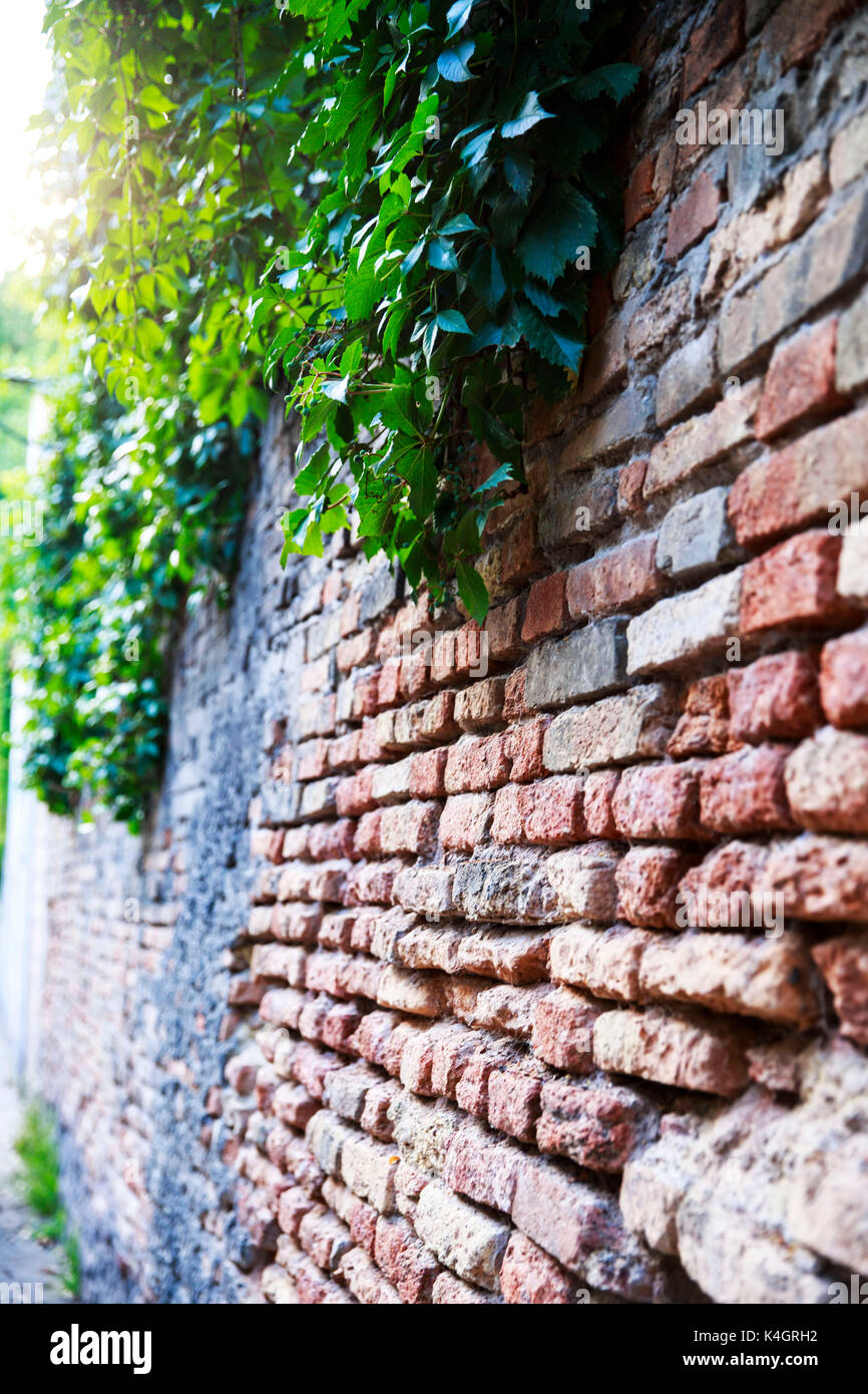 Ivy hanging over brick wall Stock Photo - Alamy