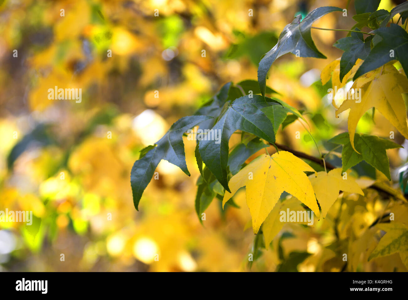 Colorful fall leaf Stock Photo - Alamy