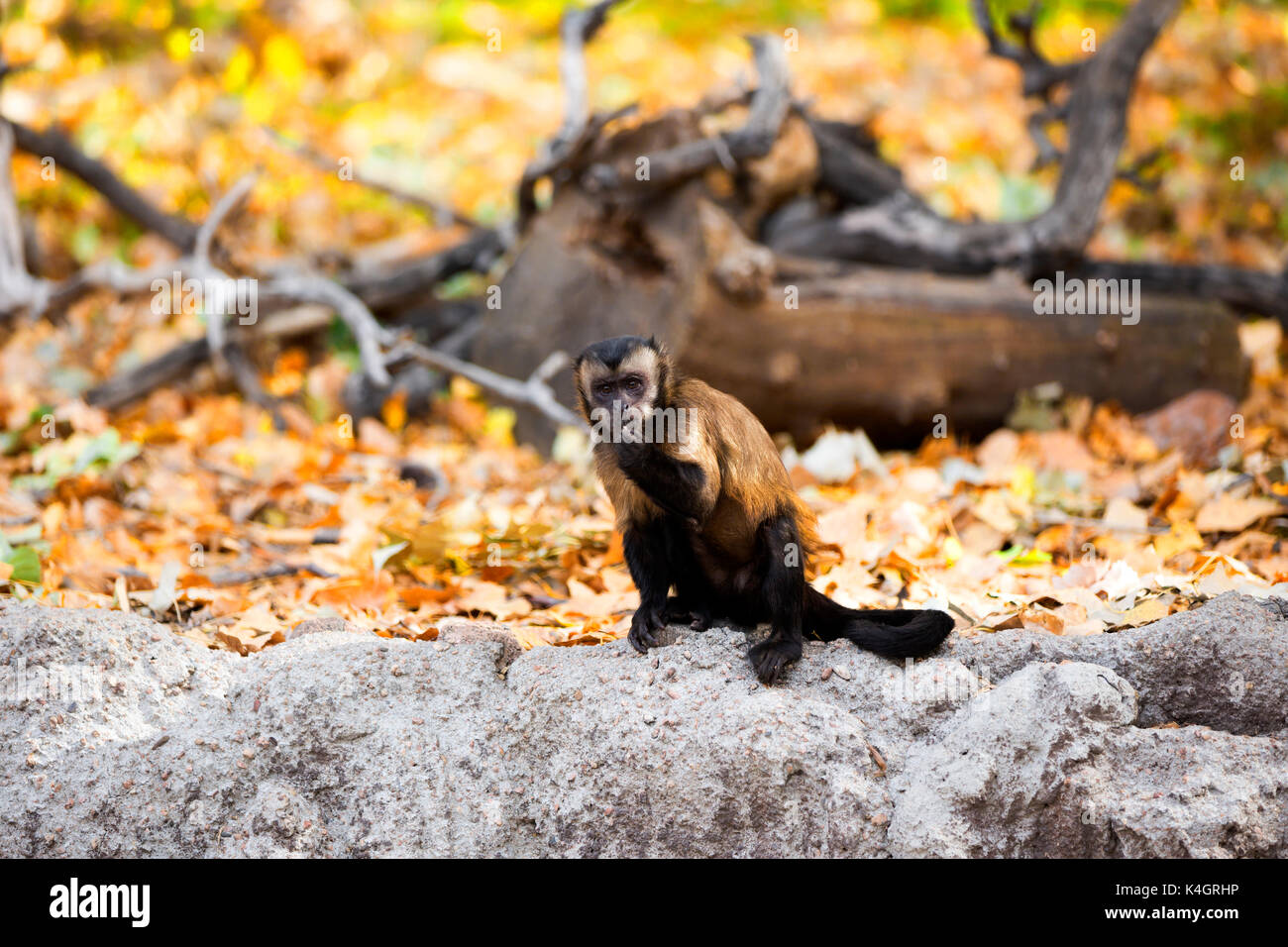 Hooded Capuchin Monkey with colorful fall leaves in the background ...