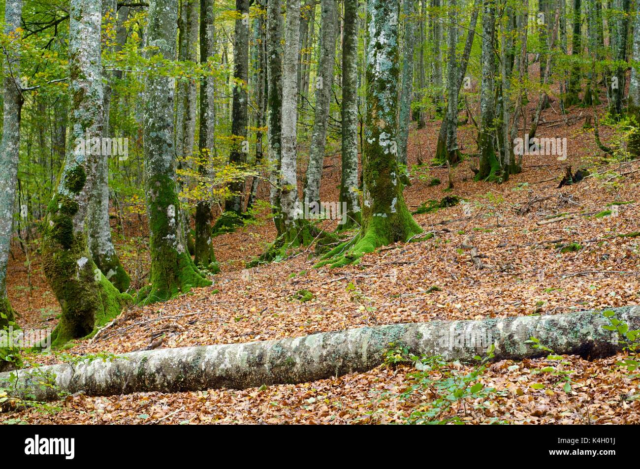 Moss on Irati Jungle, Pyrenees, Navarre, Spain Stock Photo - Alamy