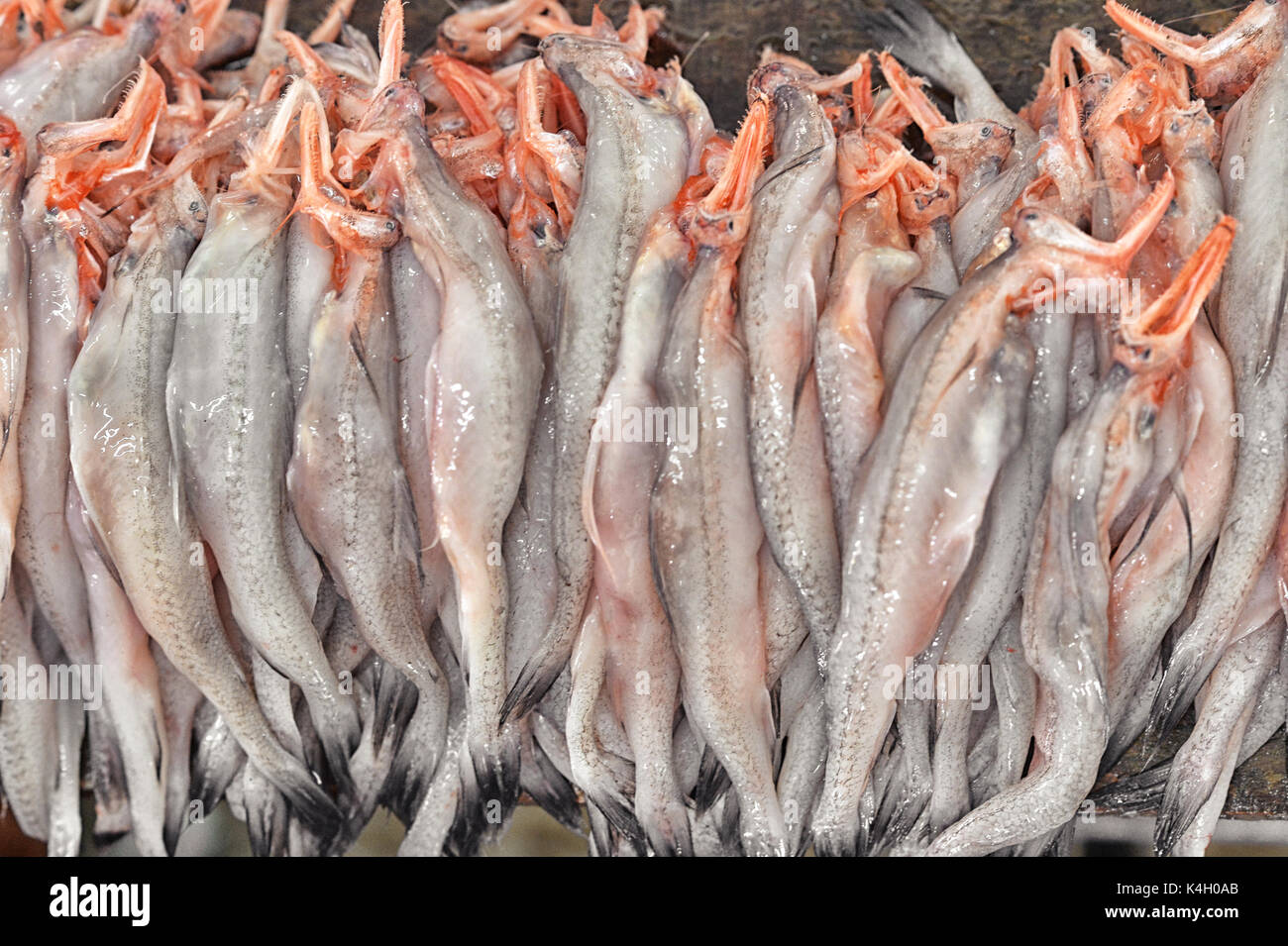 Branchiae hi-res stock photography and images - Alamy