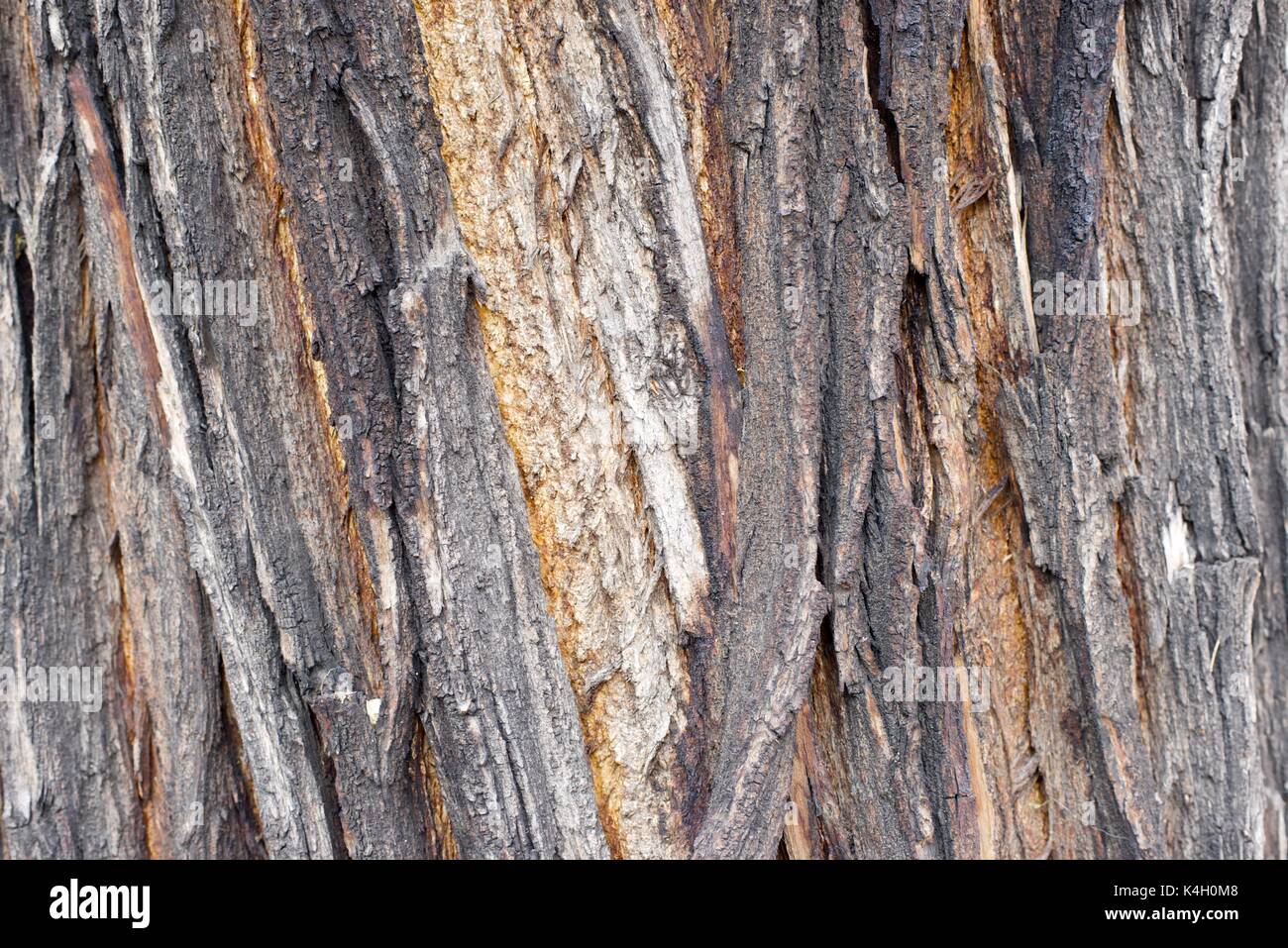 Trunk close up background in high resolution Stock Photo - Alamy