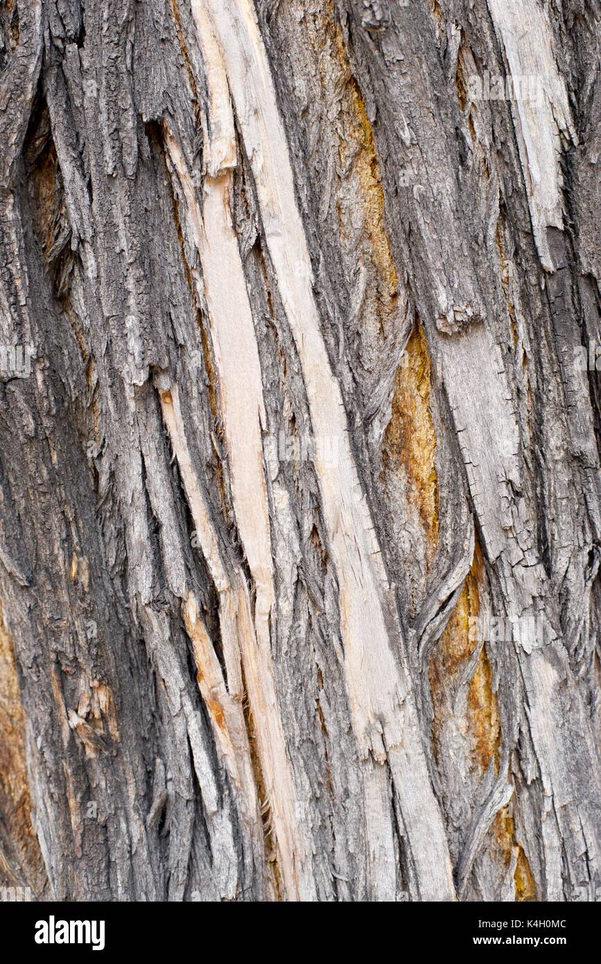 Trunk close up background in high resolution Stock Photo - Alamy