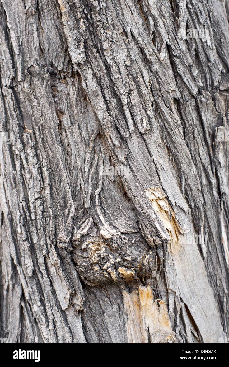 Trunk close up background in high resolution Stock Photo - Alamy