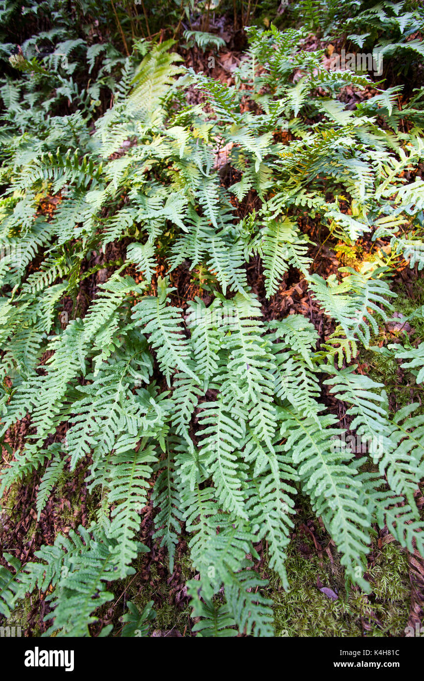 Polypodium hi-res stock photography and images - Alamy