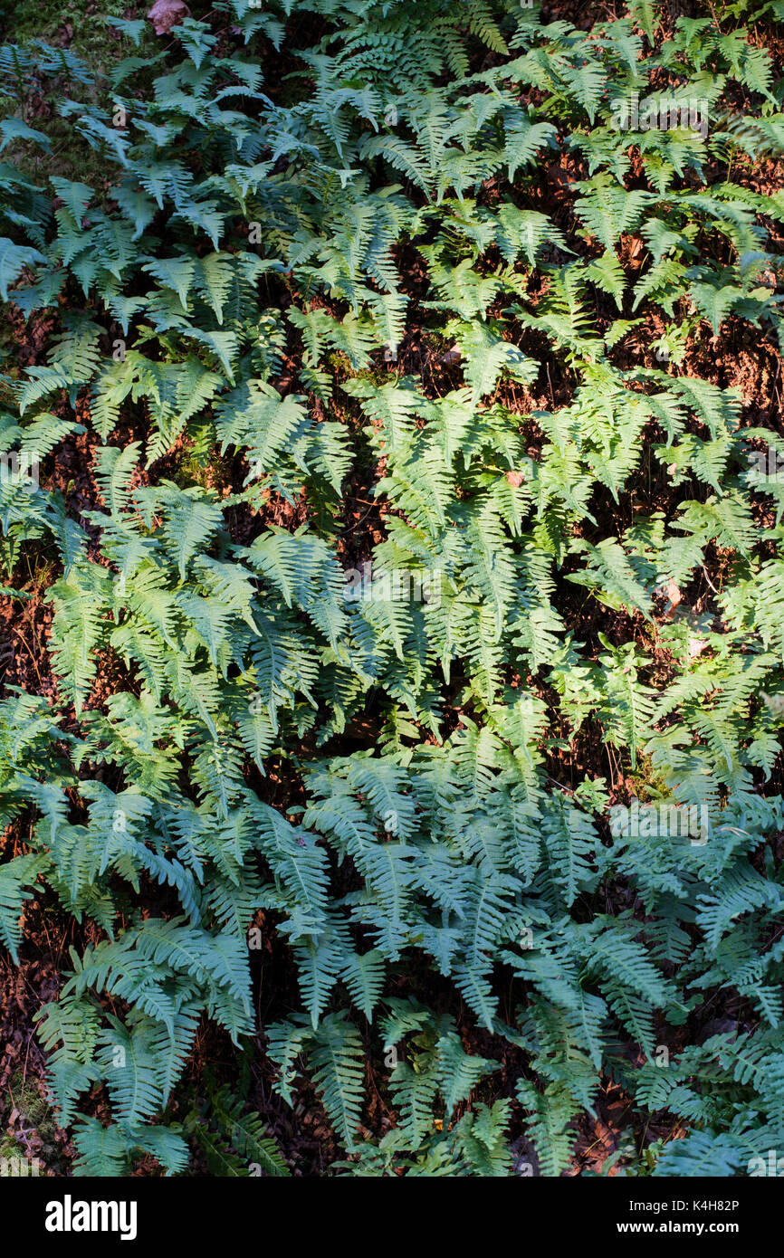 Polypodium hi-res stock photography and images - Alamy