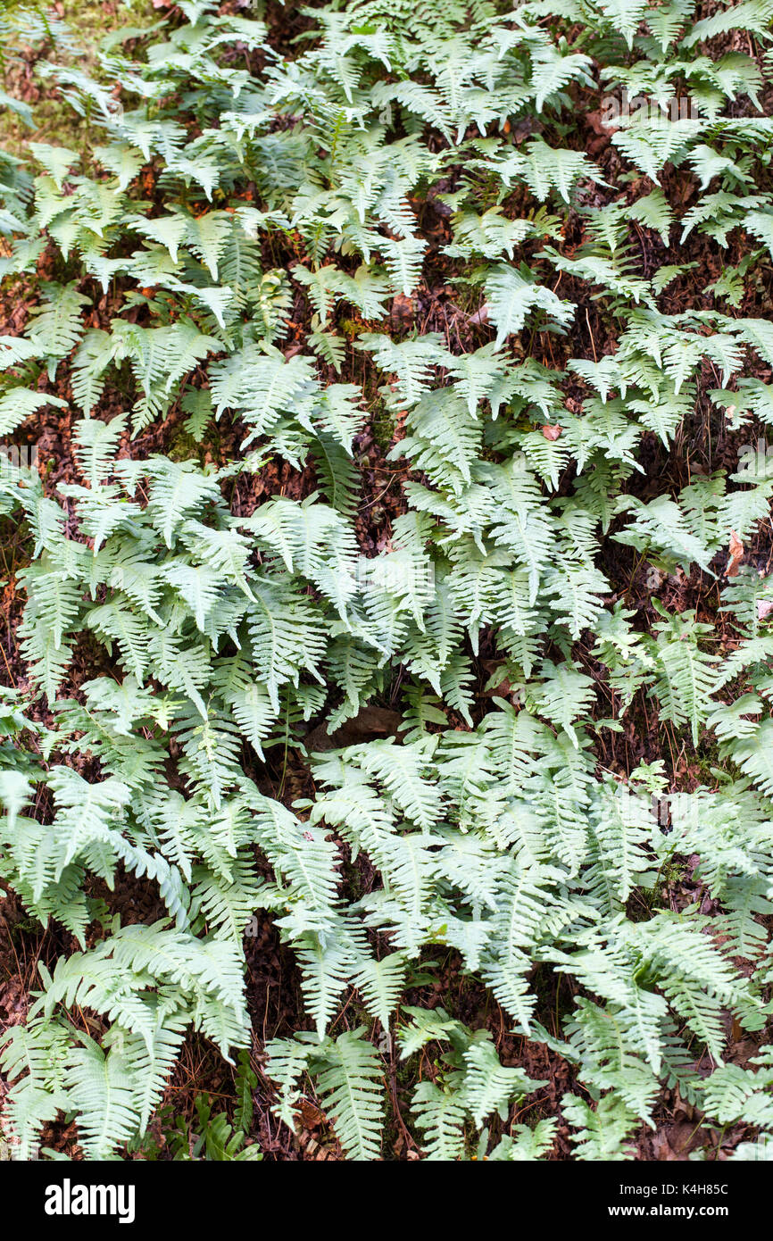 Common polypody growth (Polypodium vulgare Stock Photo - Alamy