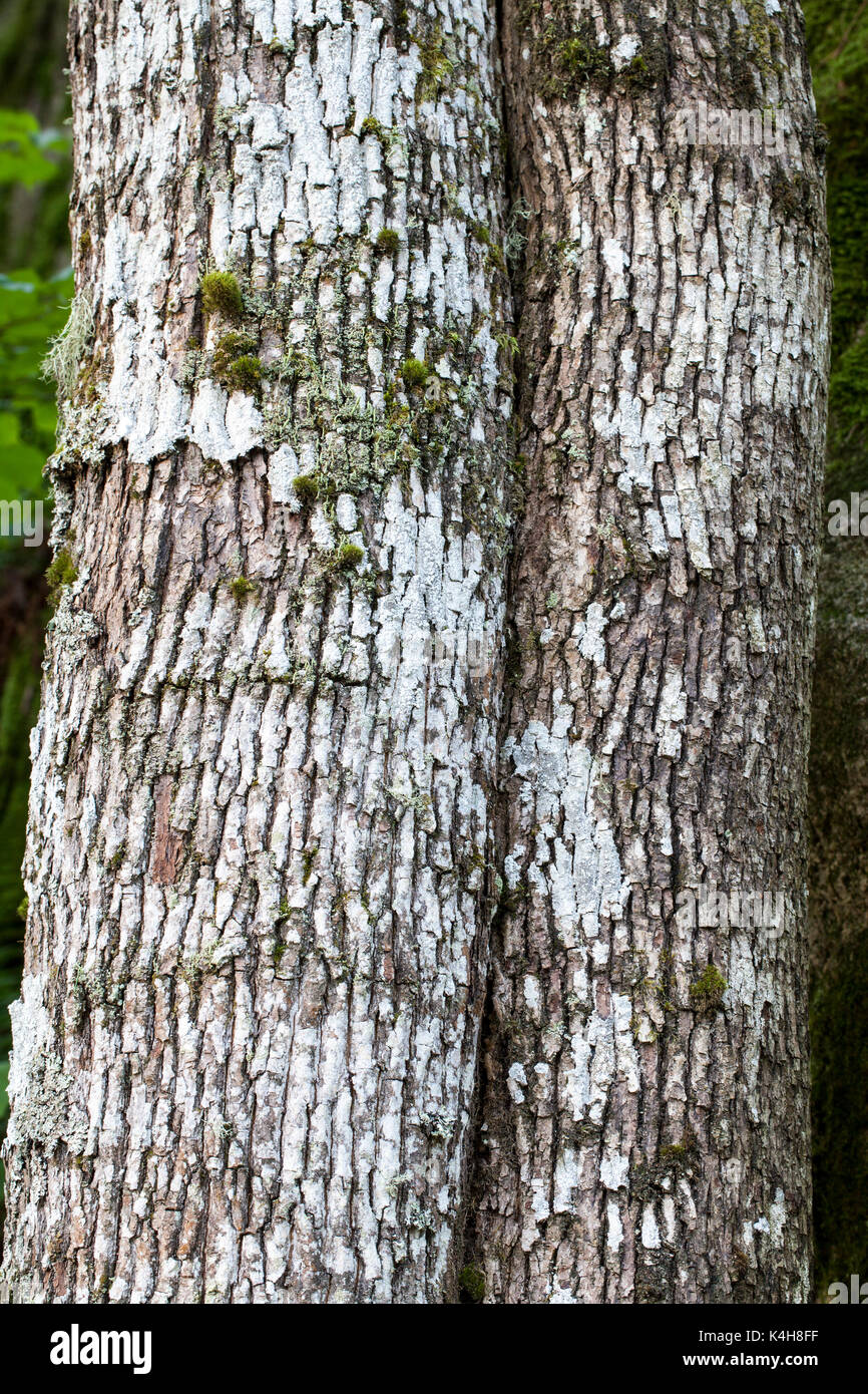 Populus tremula hi-res stock photography and images - Alamy