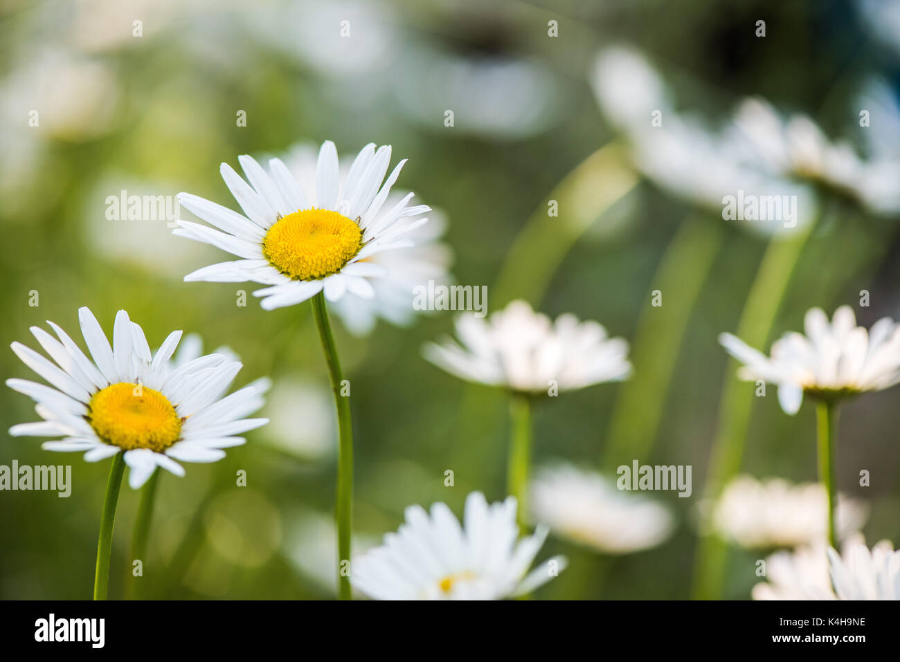 Grass and daisy meadow hi-res stock photography and images - Alamy