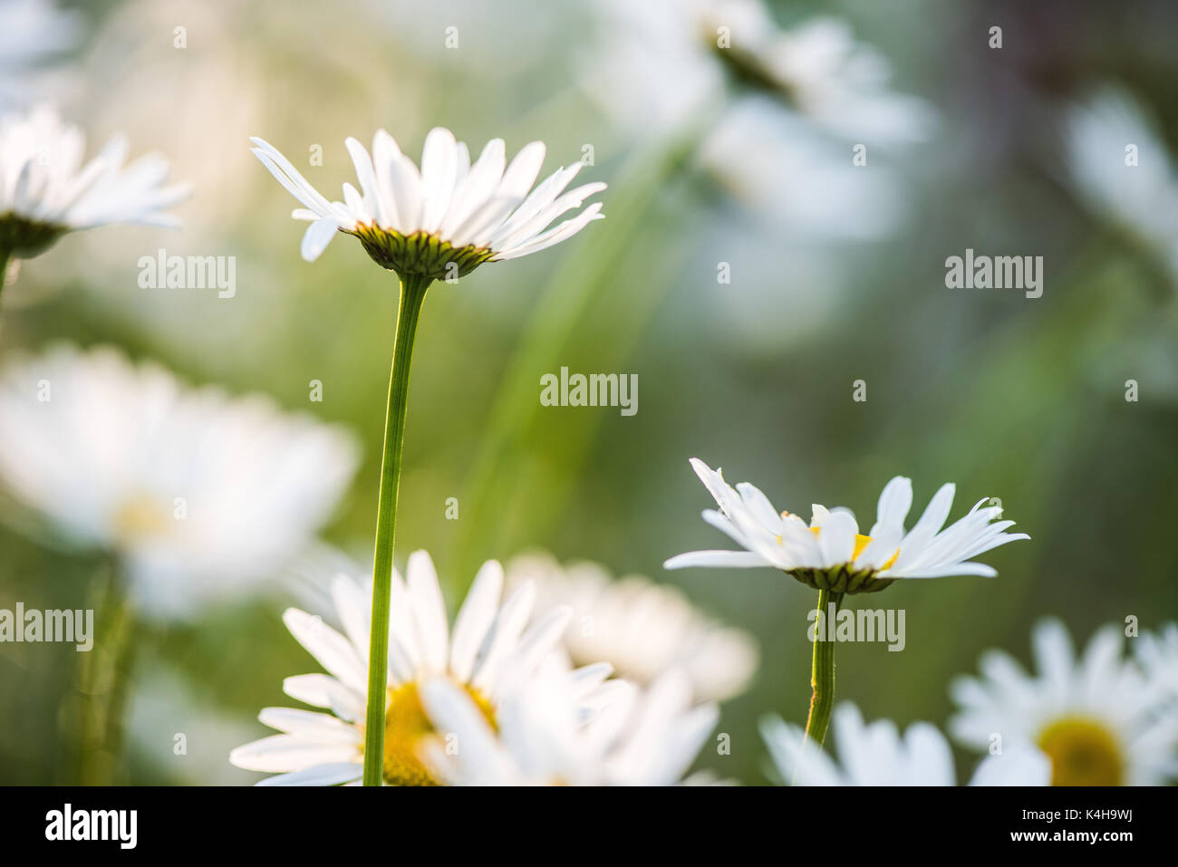 Daisy grass lawn green flower hi-res stock photography and images - Alamy